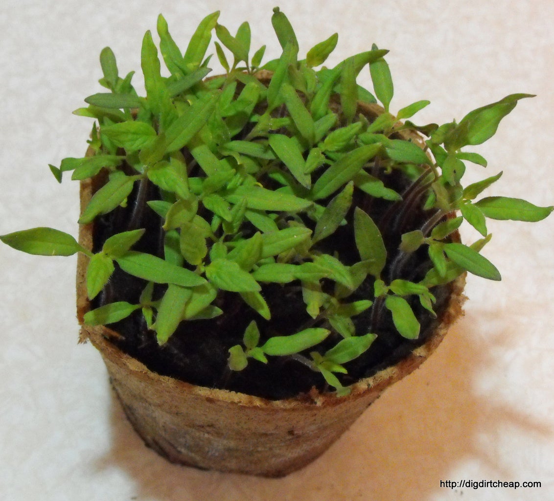 Transplanting Your Tomato Seedlings : 10 Steps (with Pictures ... Transplanting Your Tomato Seedlings : 10 Steps (with Pictures ...