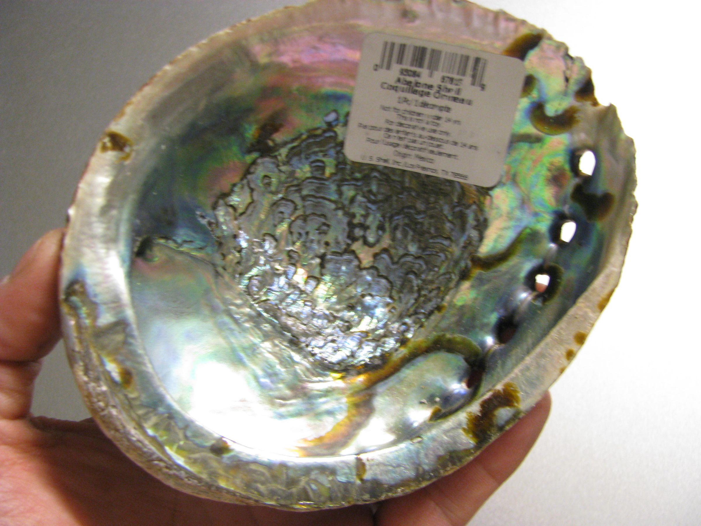 How to Polish Sea Shell : 4 Steps - Instructables