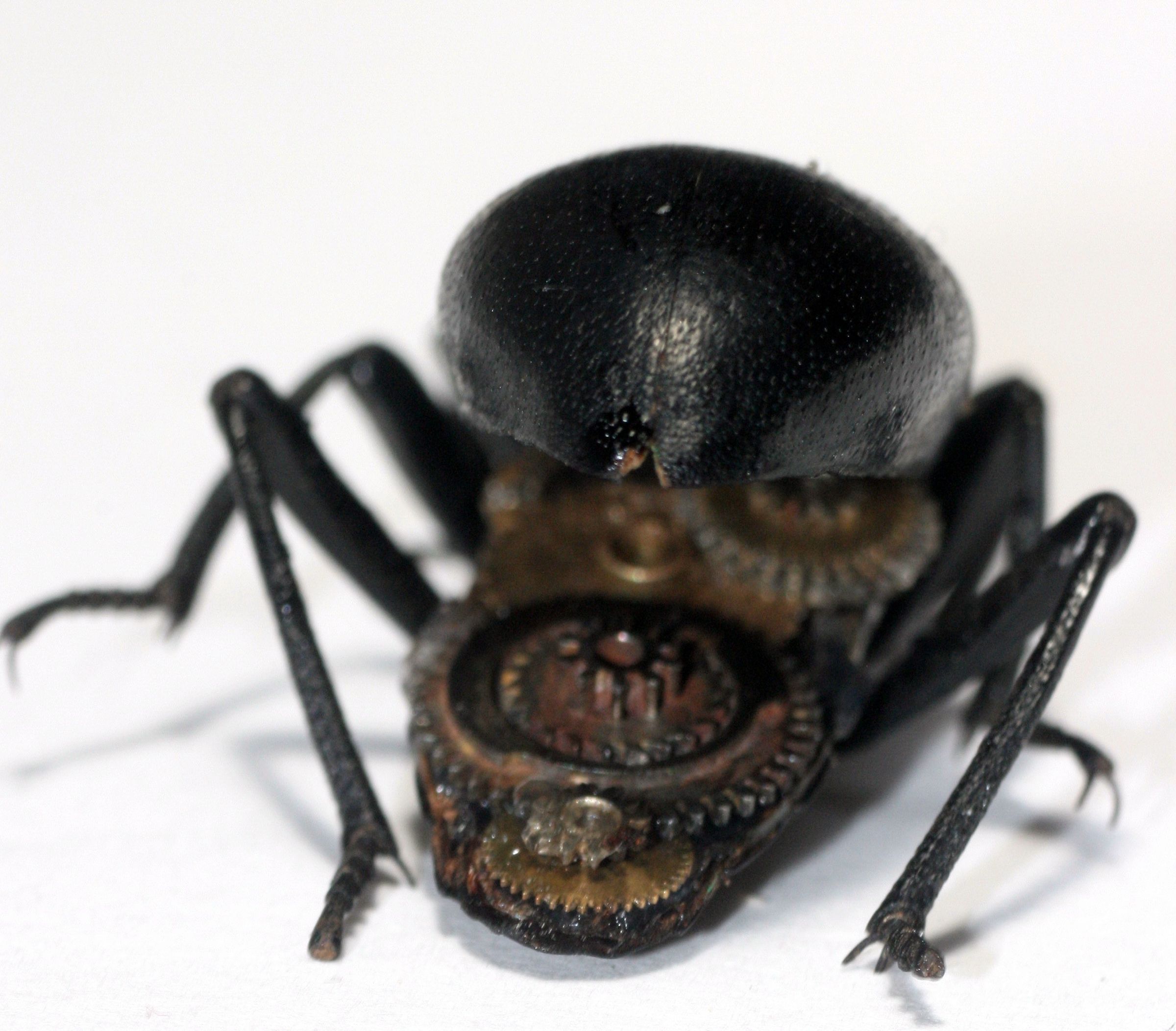 Clockwork Beetle : 6 Steps (with Pictures) - Instructables