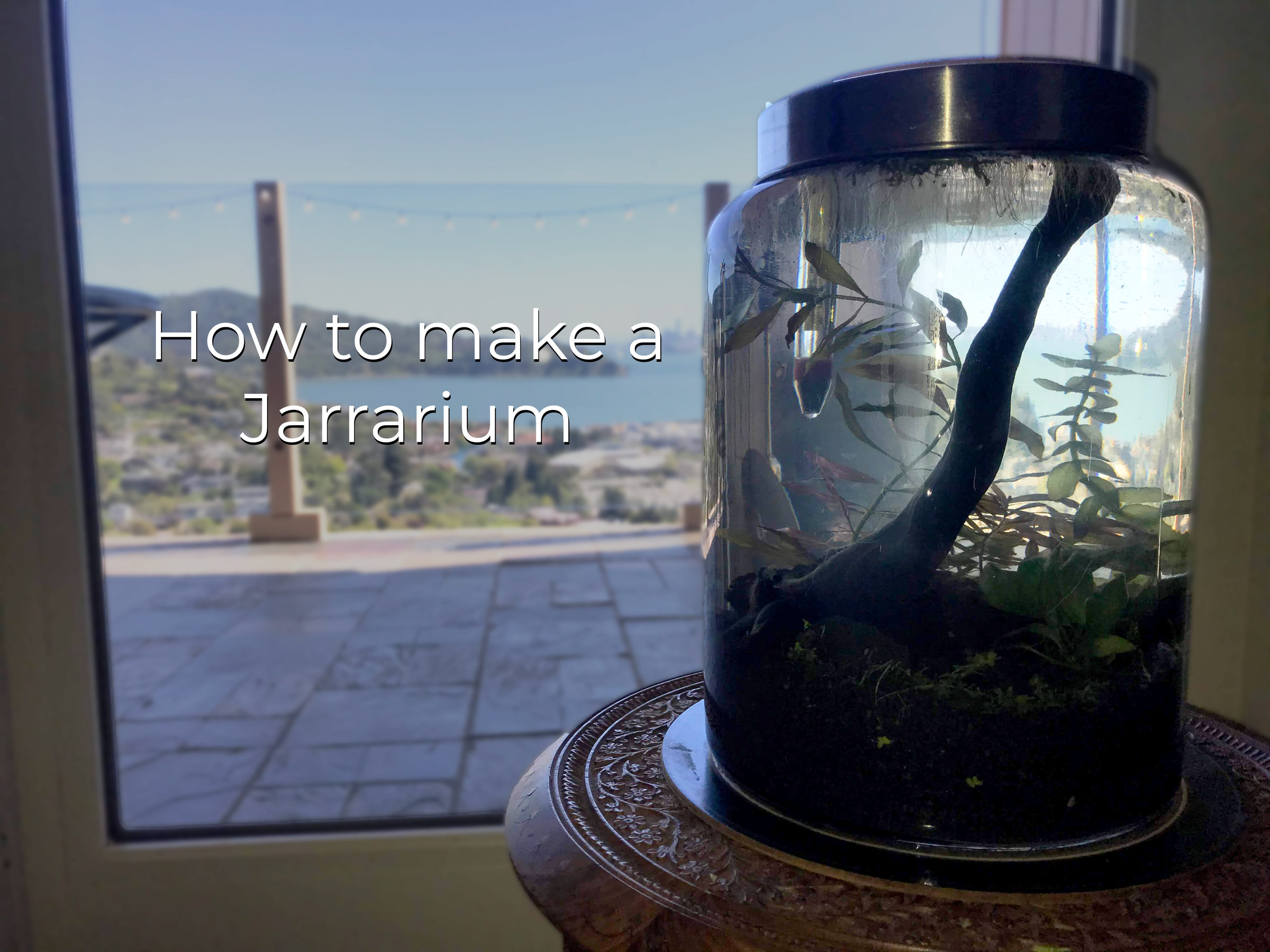 How to Make a Jarrarium : 4 Steps (with Pictures) - Instructables
