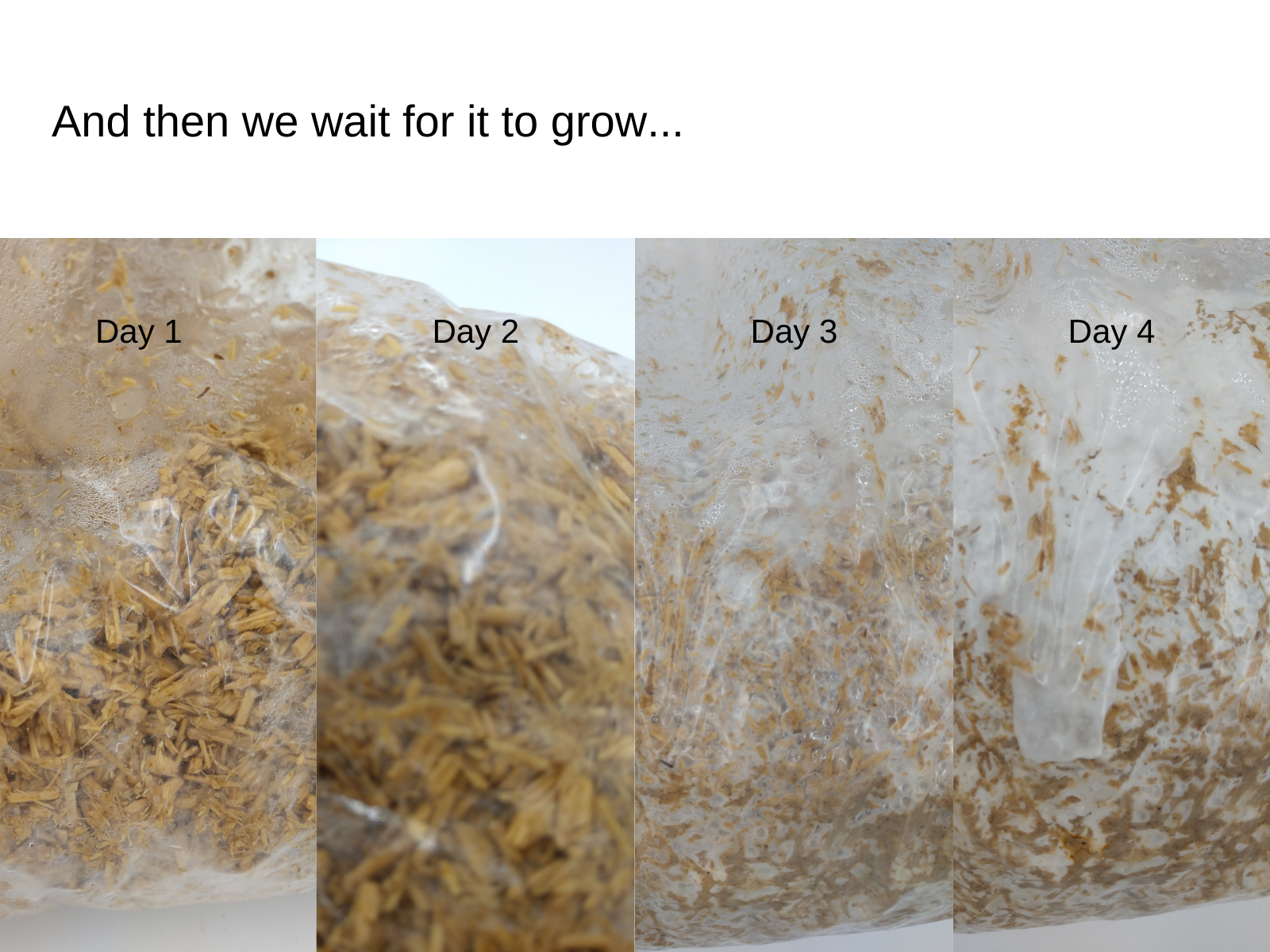 Growing Mycelium in the Classroom and Making Stuff With It ...