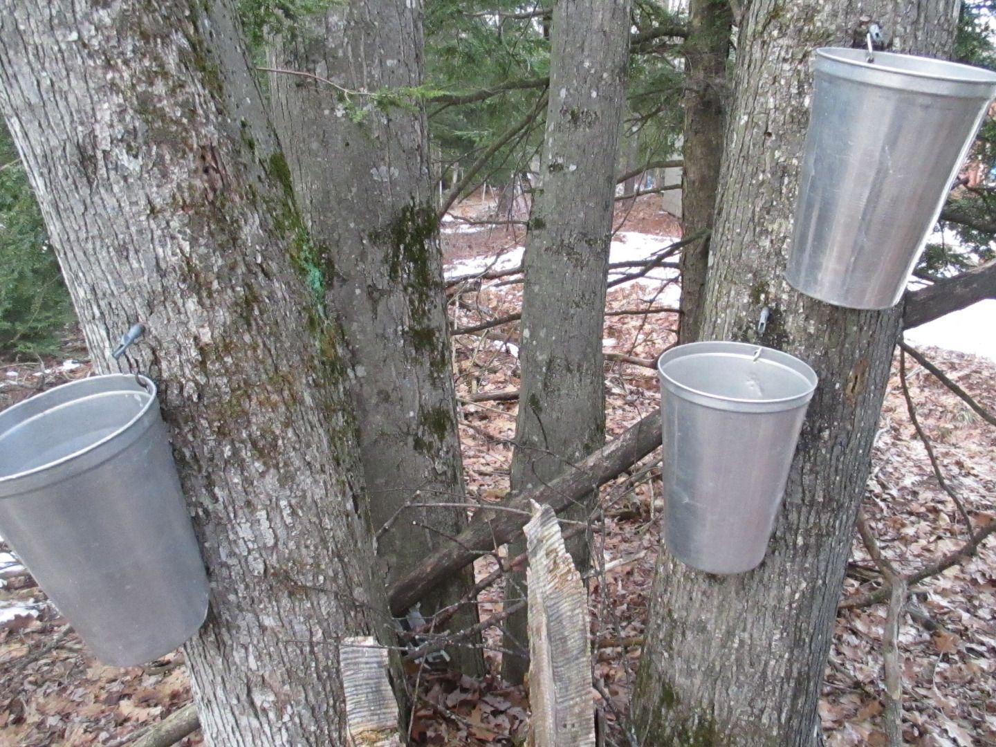 Let's Tap Trees and Make Amber Nectar! : 10 Steps (with Pictures ...