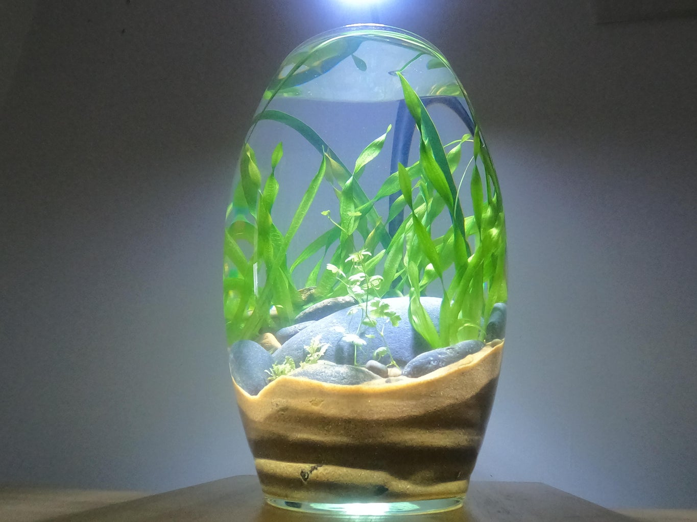 How To Make Planted Aquarium Fish Tank Non Filter Easy For Beginners At how-to-make-planted-aquarium-fish-tank-non-filter-easy-for-beginners-at
