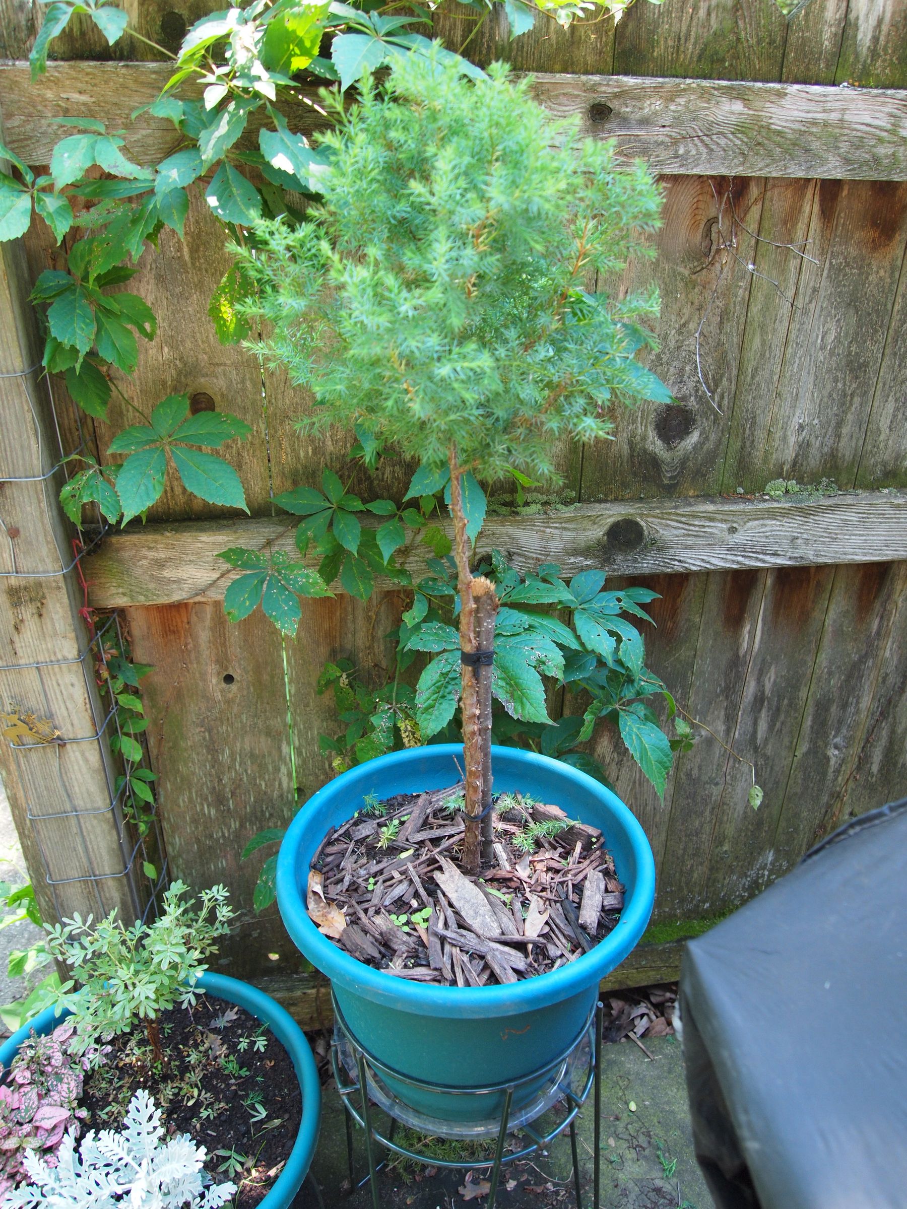 Container Topiary : 4 Steps - Instructables