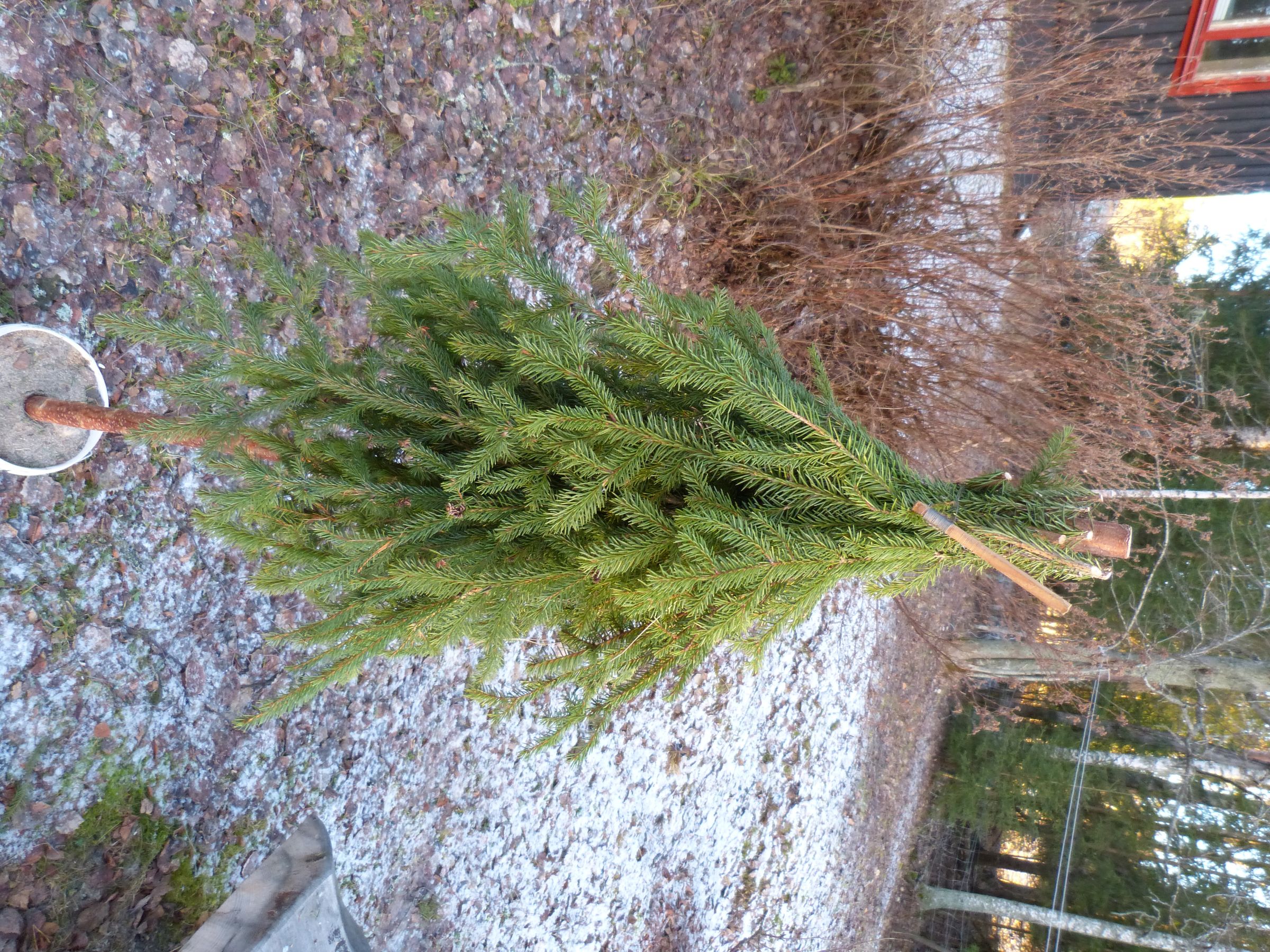 Easy Whimsical Christmas Trees From Branches : 9 Steps (with Pictures ...