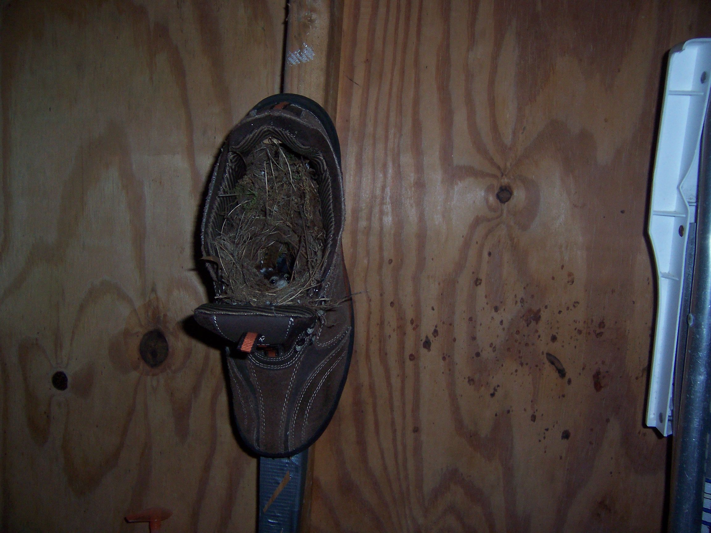 Shoe Birdhouse : 3 Steps - Instructables