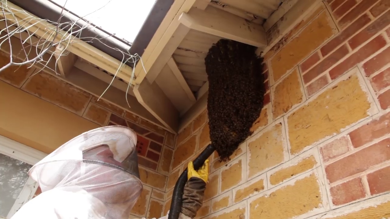 How to Build a Bee Vacuum : 9 Steps (with Pictures) - Instructables