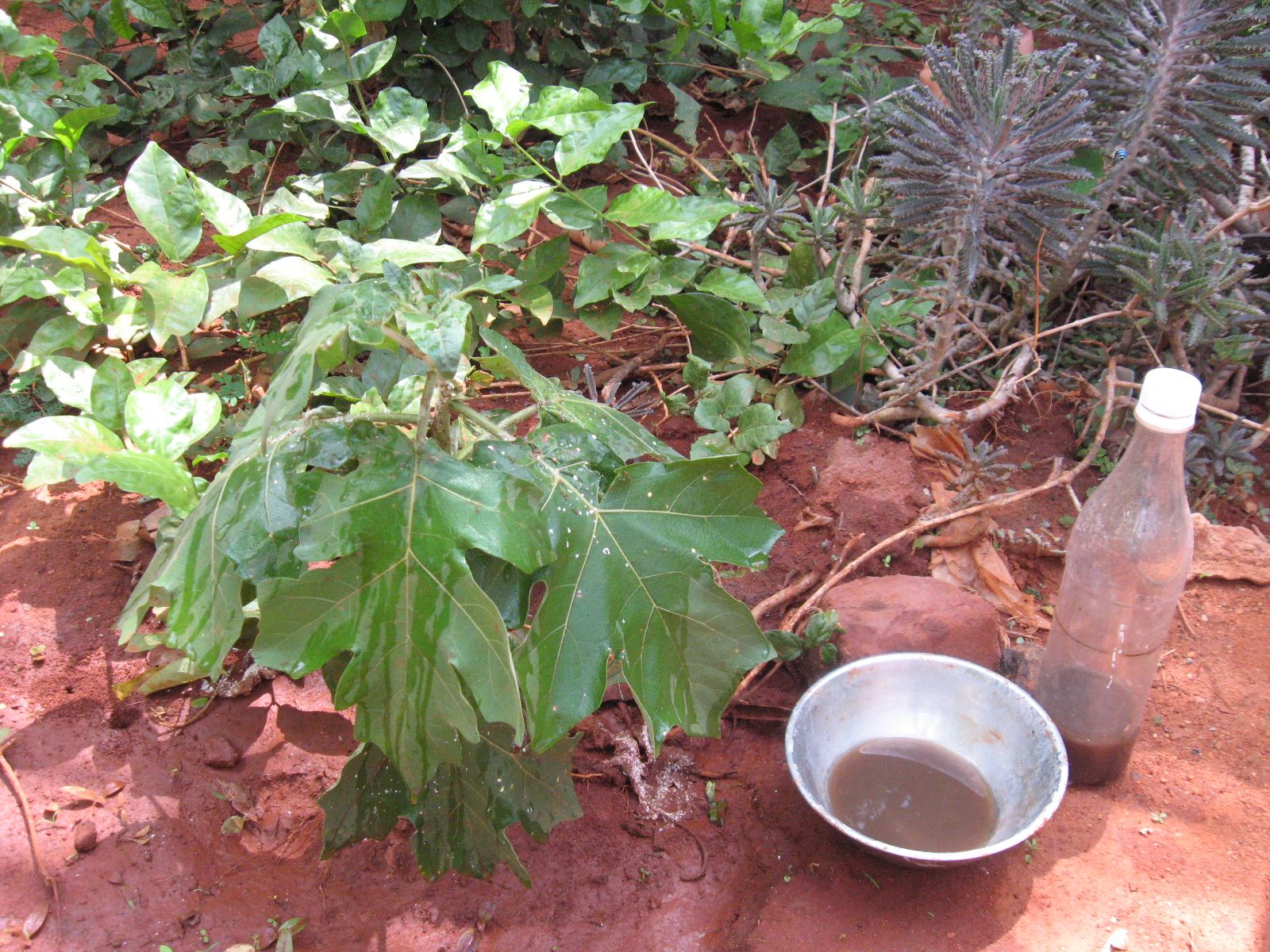 Home-made Organic Ant Repellent : 6 Steps - Instructables