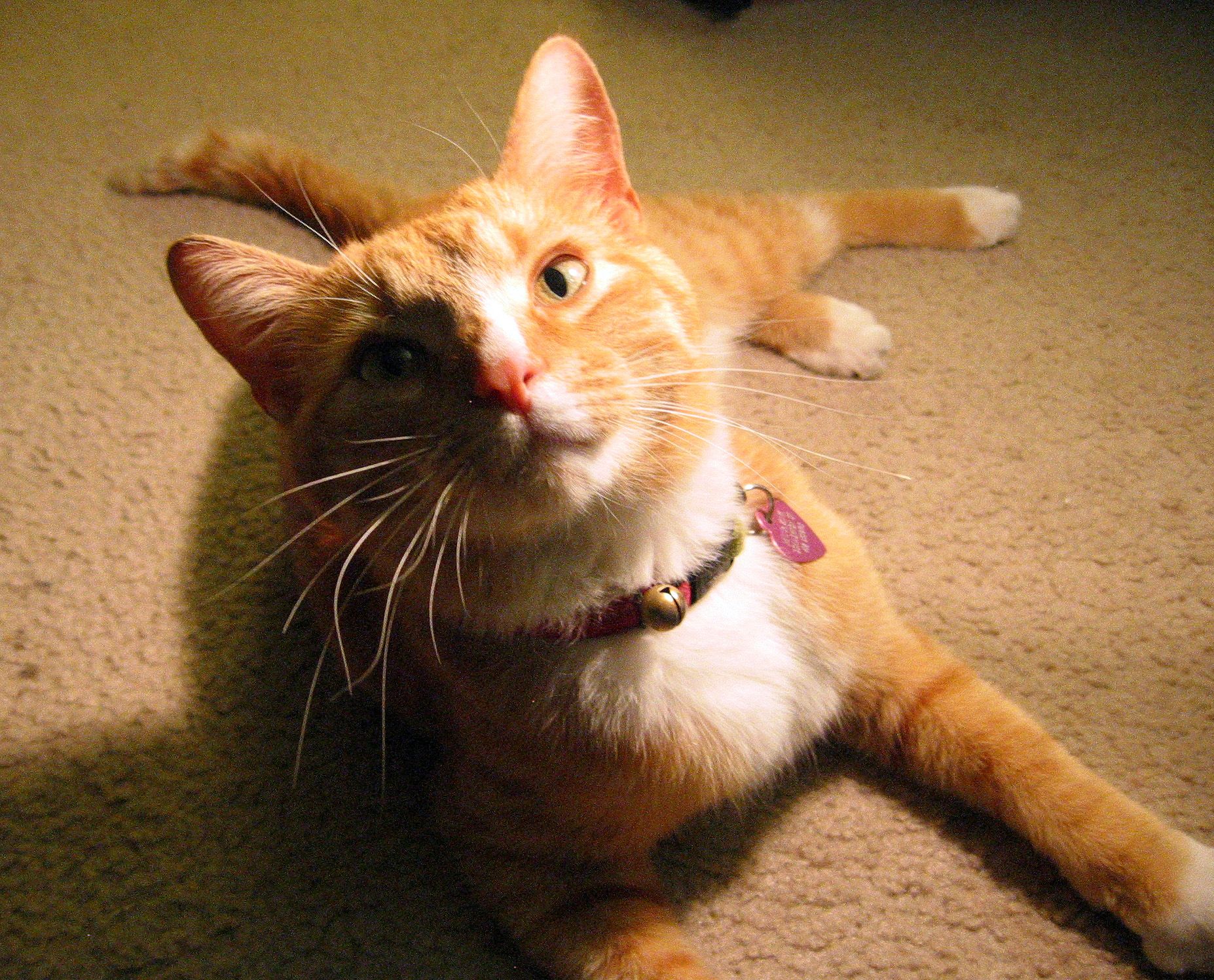 DIY Kitty Crack: Ultra-potent Catnip Extract : 17 Steps (with Pictures ...