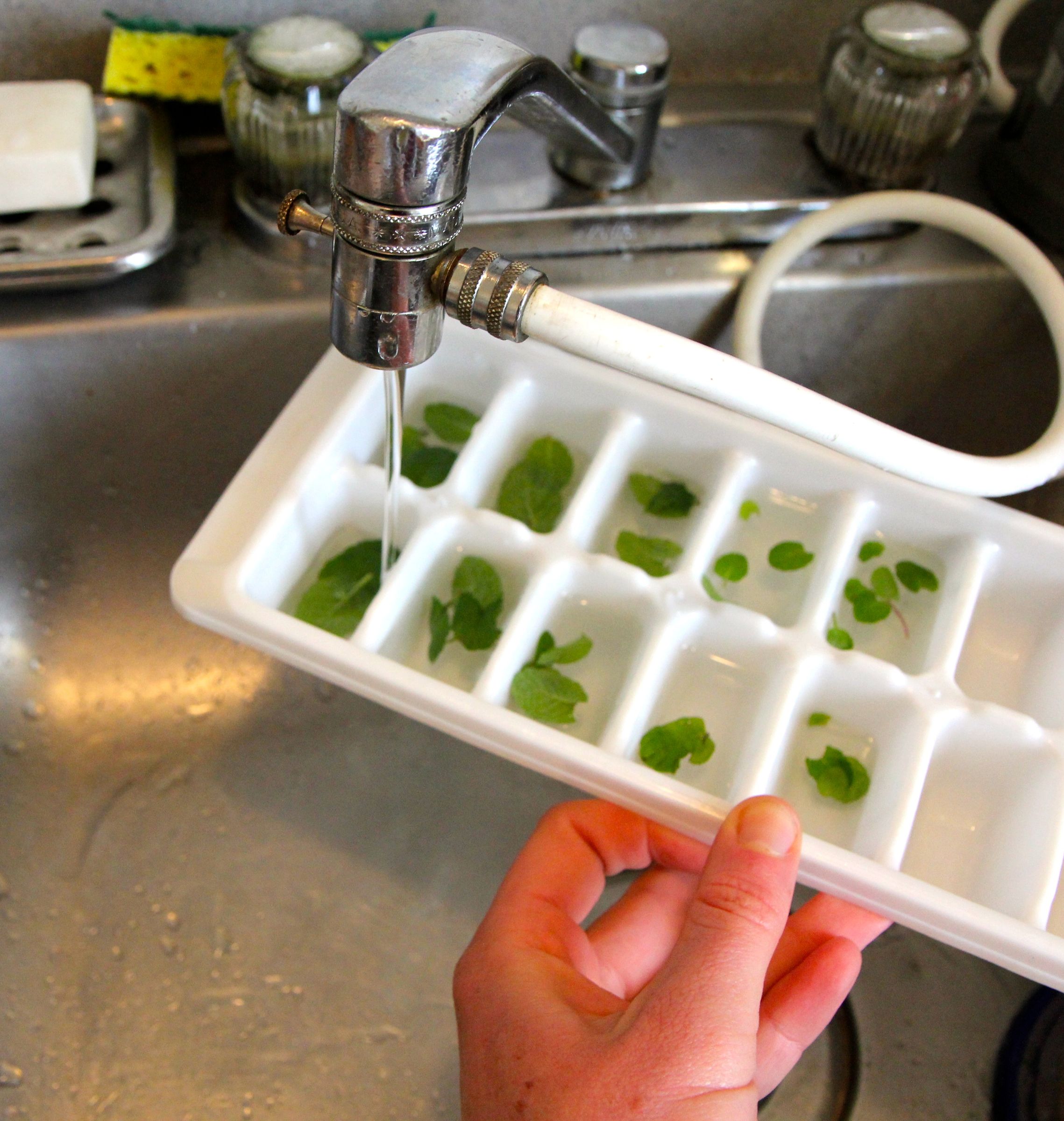 Freezing Fresh Herbs : 5 Steps (with Pictures) - Instructables