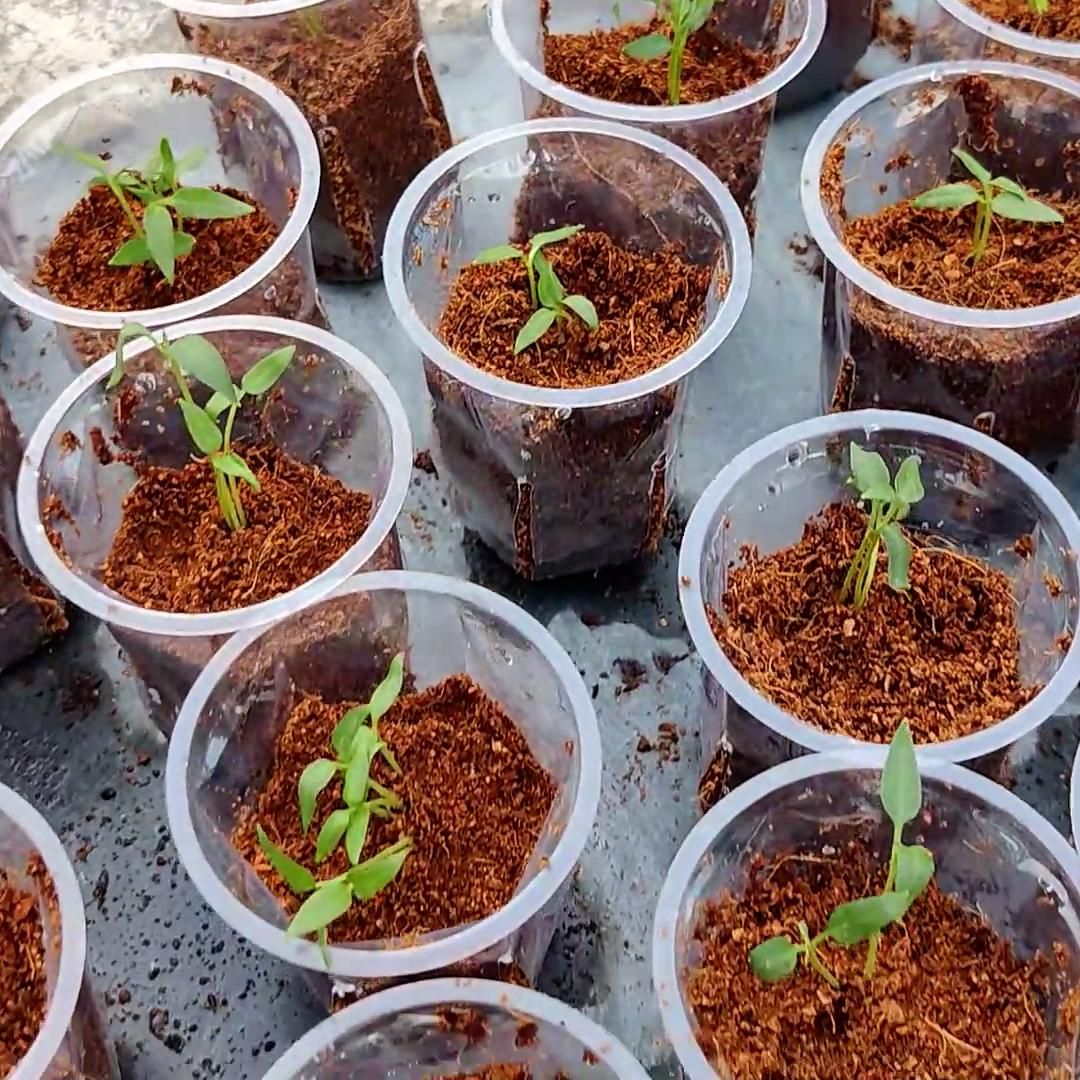 Growing Chillis Without Soil? a Budget-Friendly Hydroponic Hack for ...