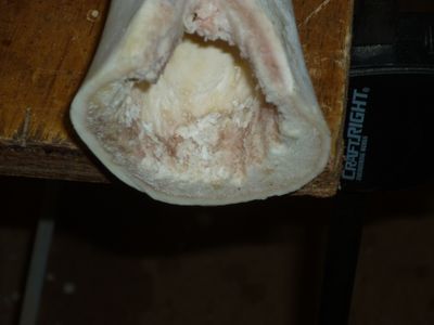 Prepare Bone for Carving : 8 Steps - Instructables