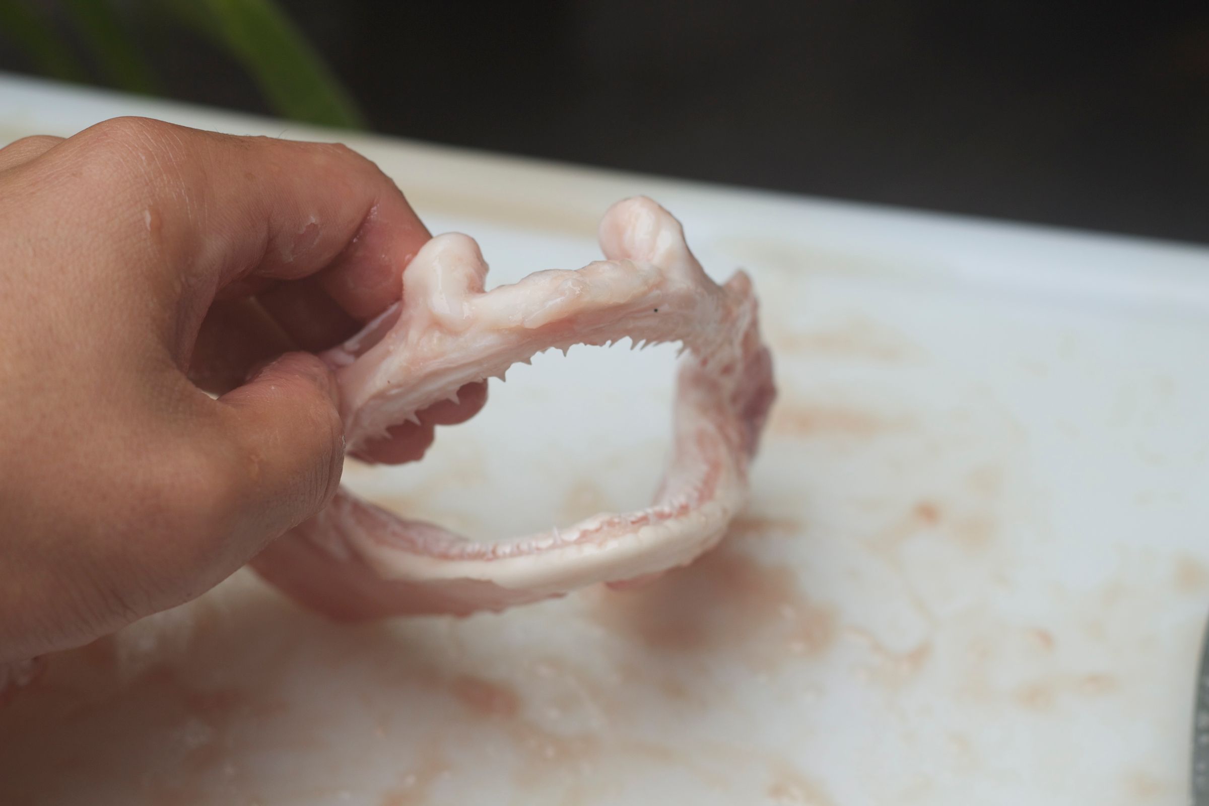 Preserving Shark Jaws and Skin From Start to Finish : 9 Steps (with ...