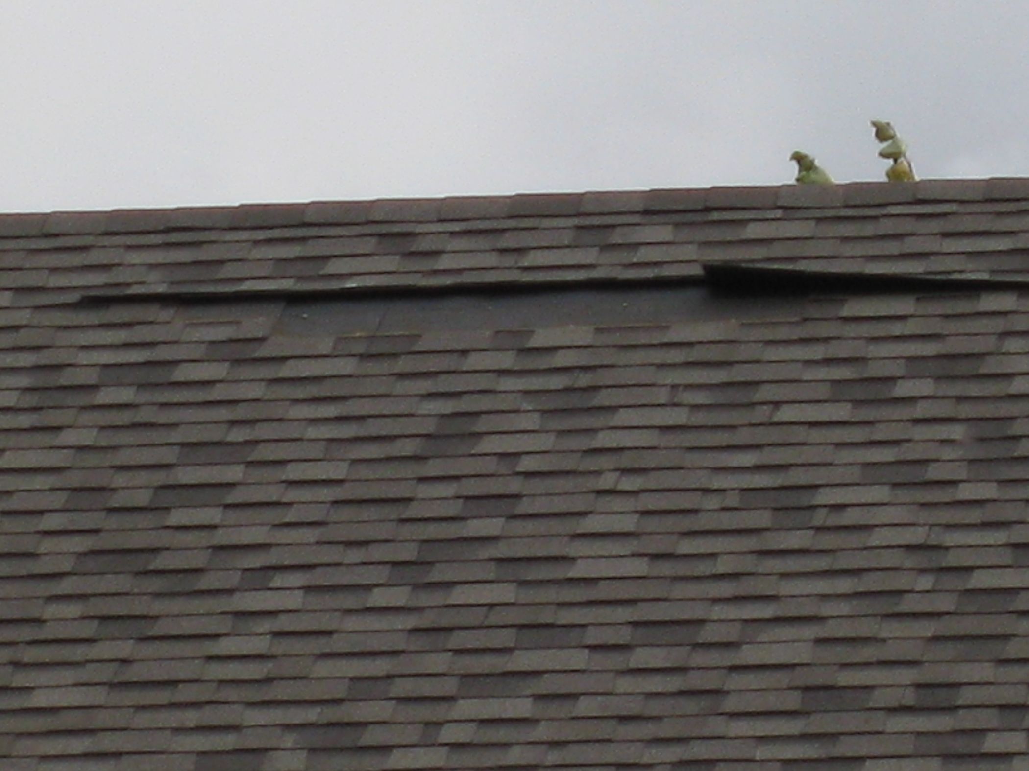 How to Replace a Damaged Shingle : 8 Steps (with Pictures) - Instructables