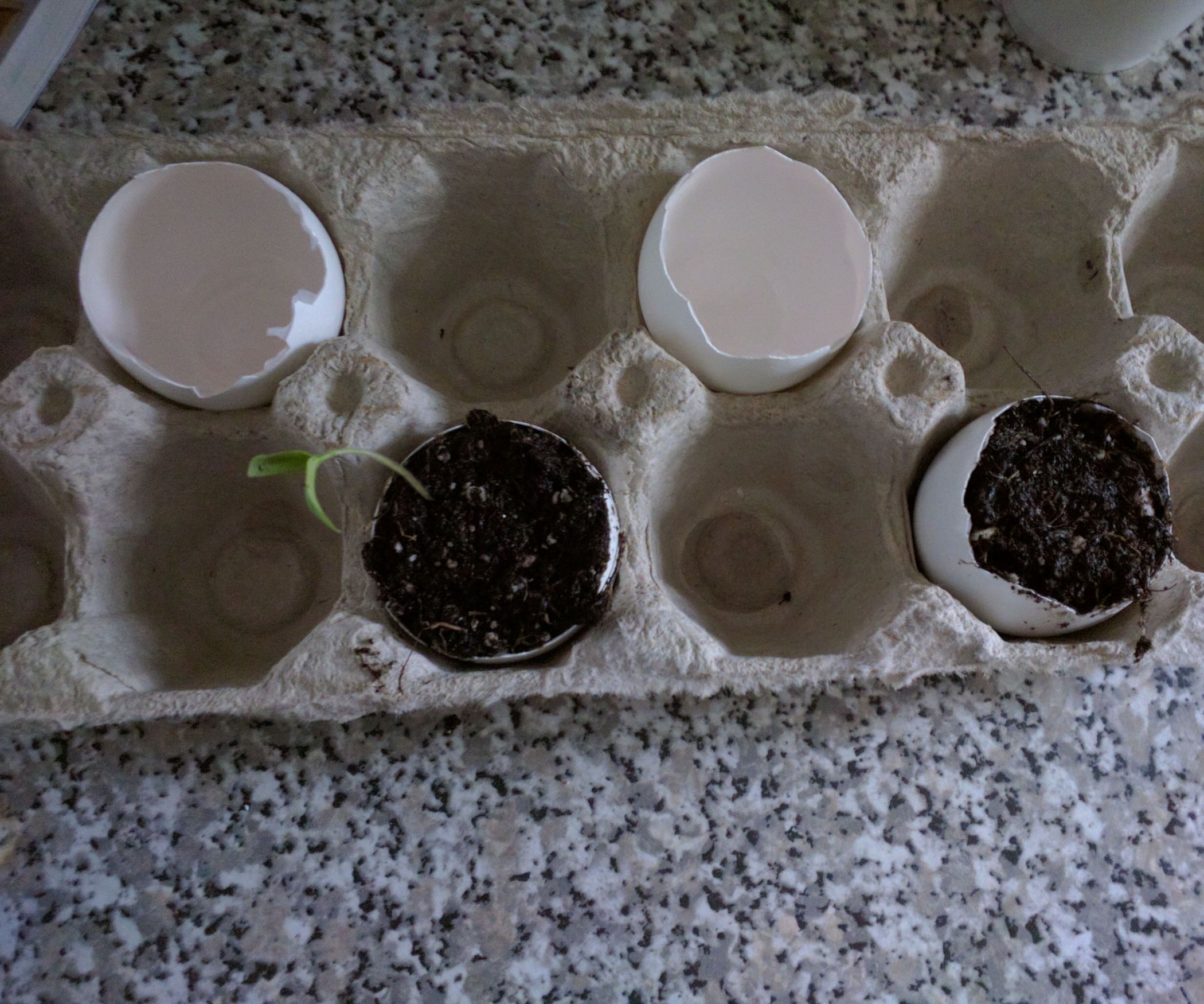 Egg Shell Gardening Pot : 3 Steps (with Pictures) - Instructables