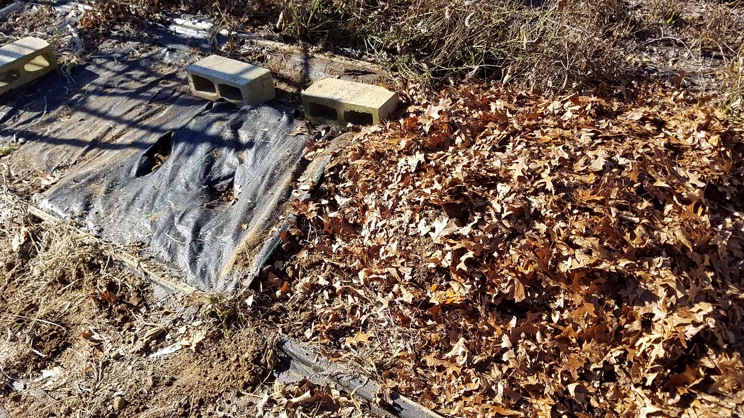 Bury a Fig Tree : 11 Steps (with Pictures) - Instructables