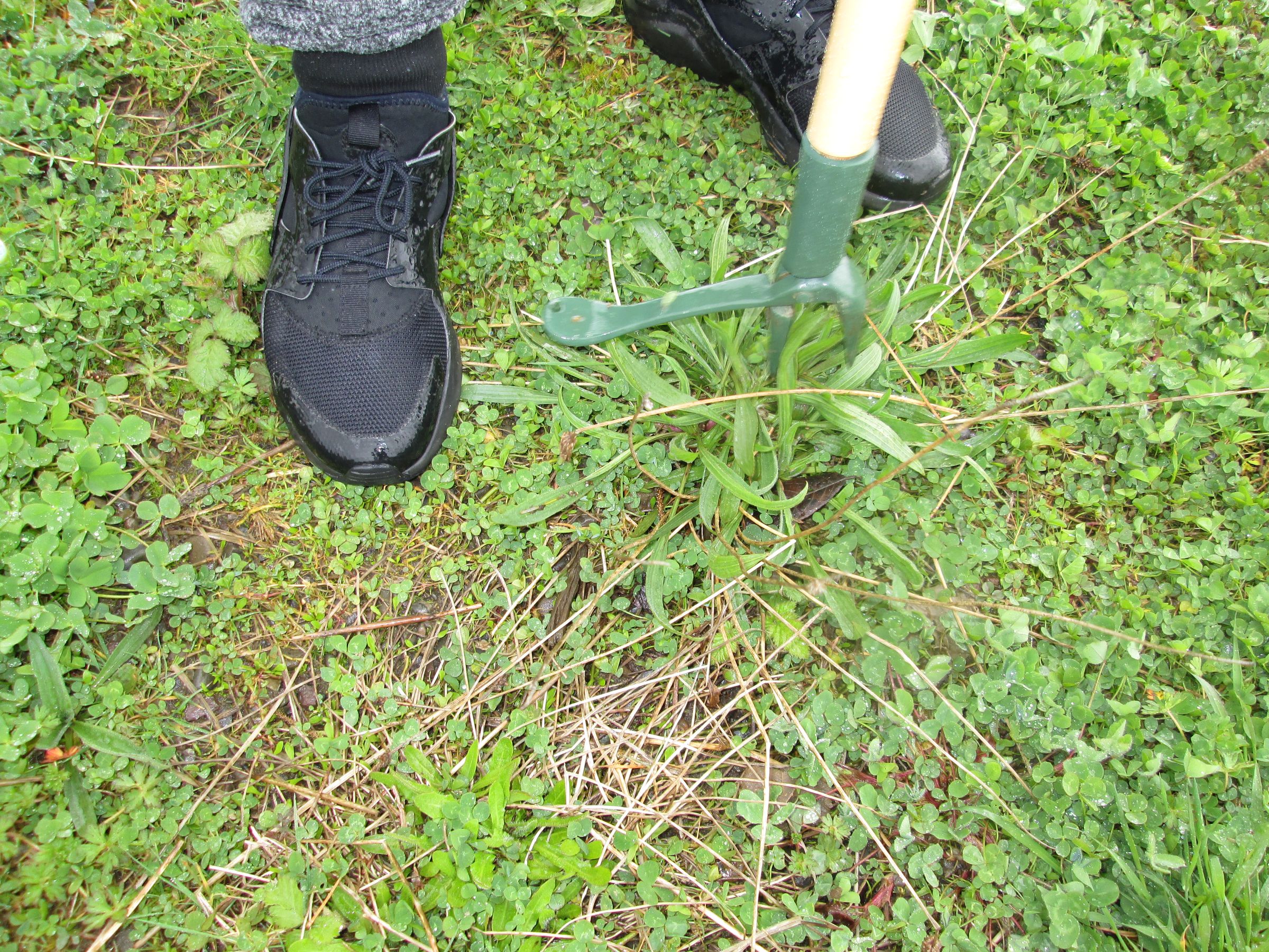 Foraging a Guid to Digging Plants : 3 Steps - Instructables