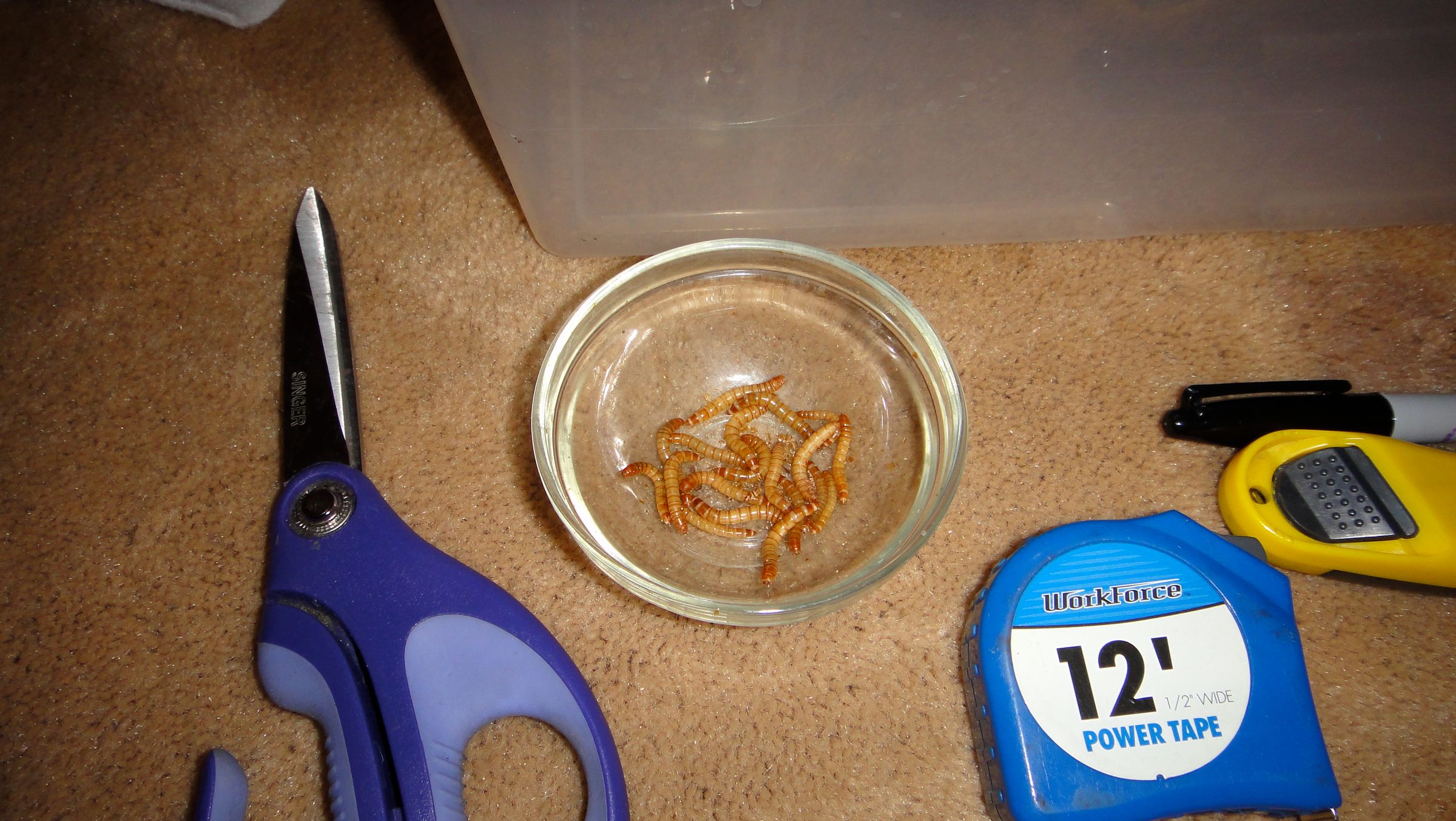 Simple Hedgehog Dig Box : 3 Steps (with Pictures) - Instructables