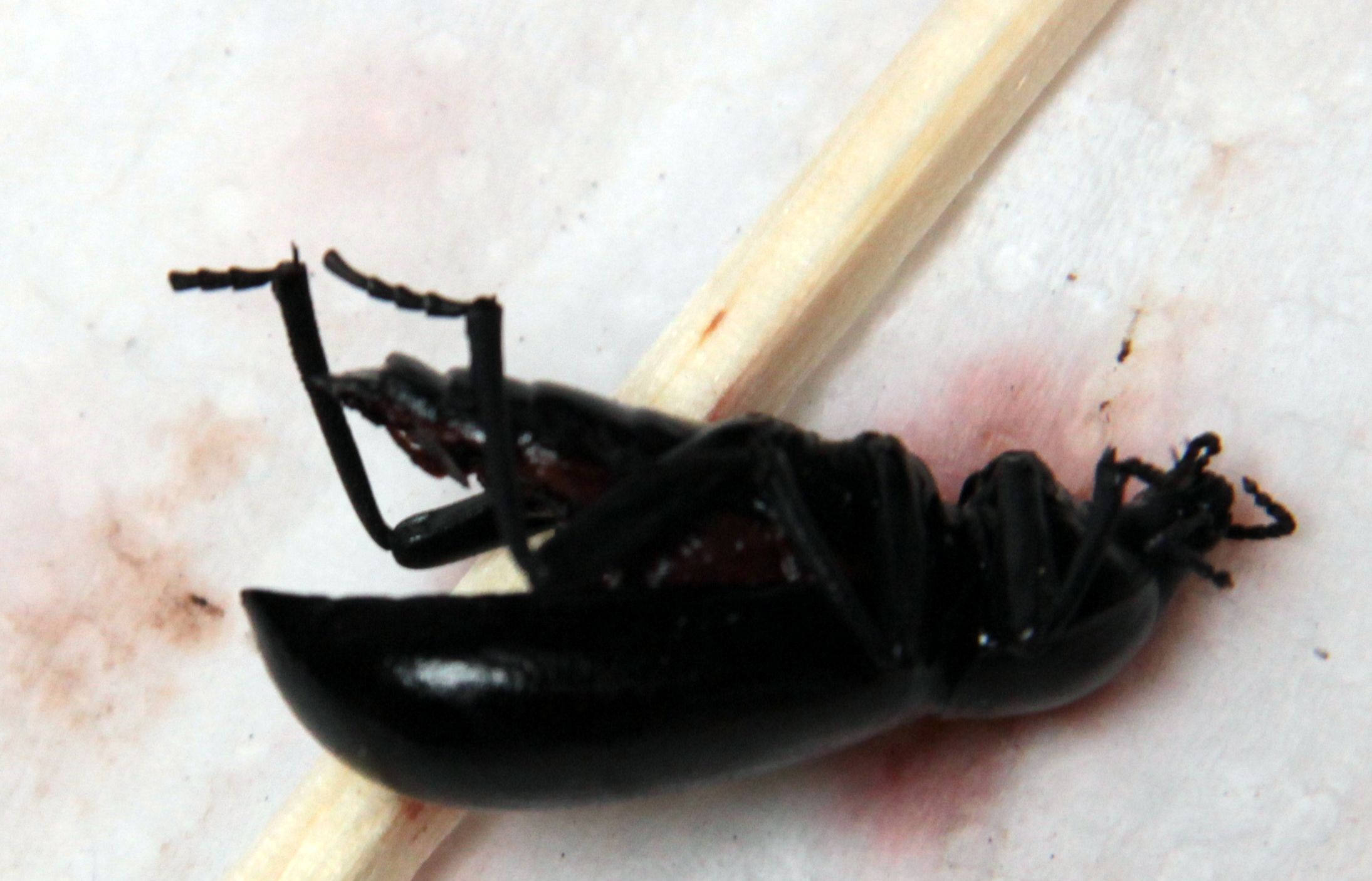 Clockwork Beetle : 6 Steps (with Pictures) - Instructables