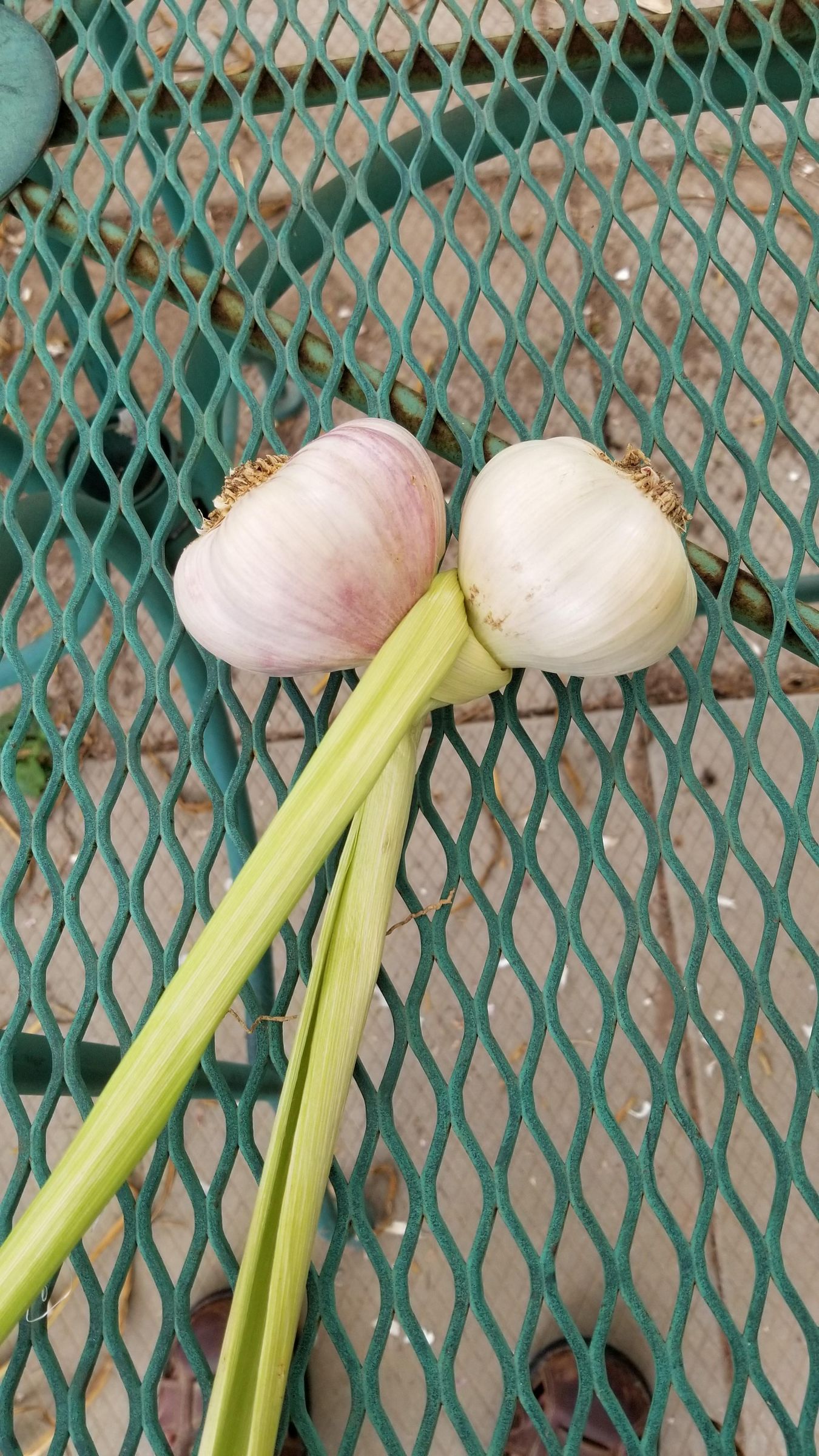 Garlic Gardening : 49 Steps (with Pictures) - Instructables
