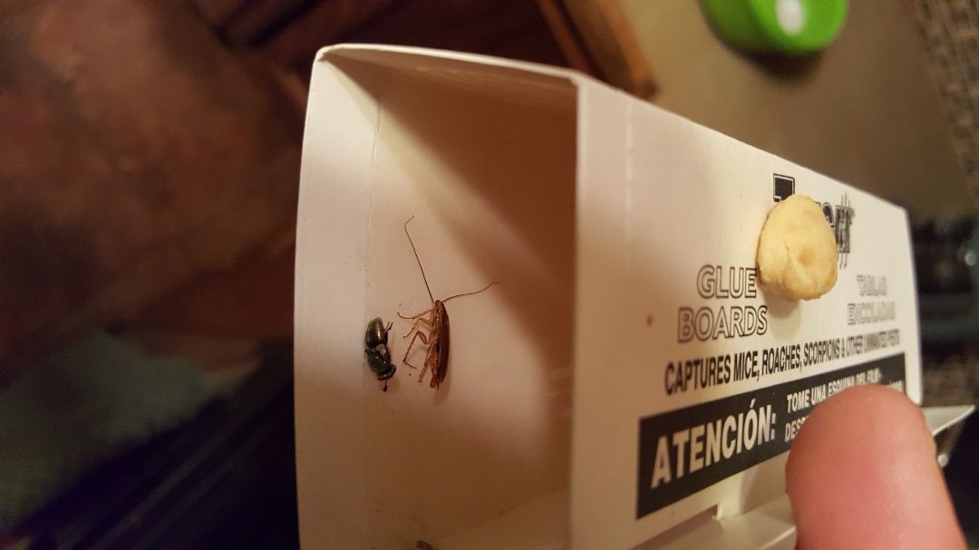 No More Roaches : 8 Steps (with Pictures) - Instructables