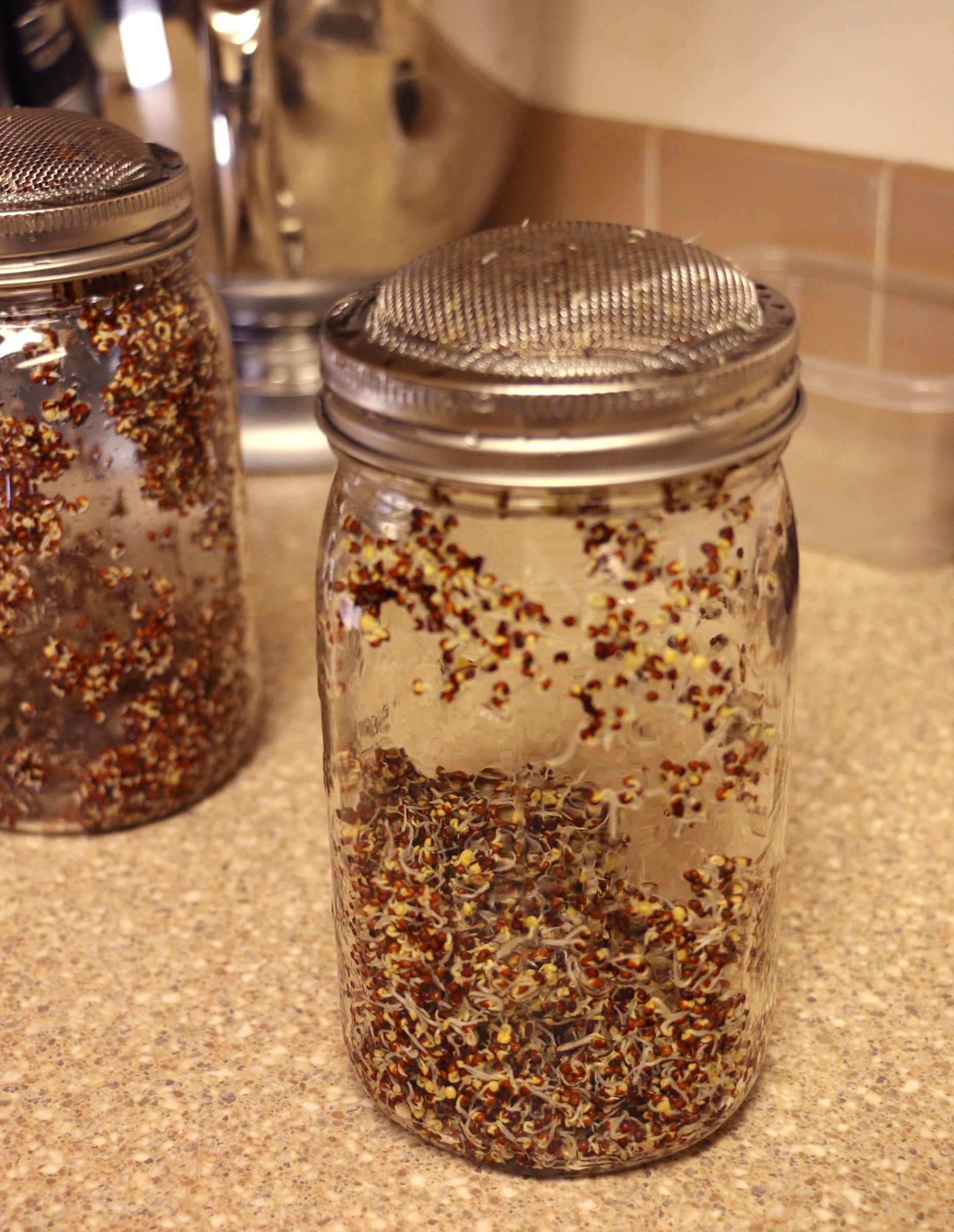 How to Grow Broccoli Sprouts in a Jar : 6 Steps (with Pictures ...