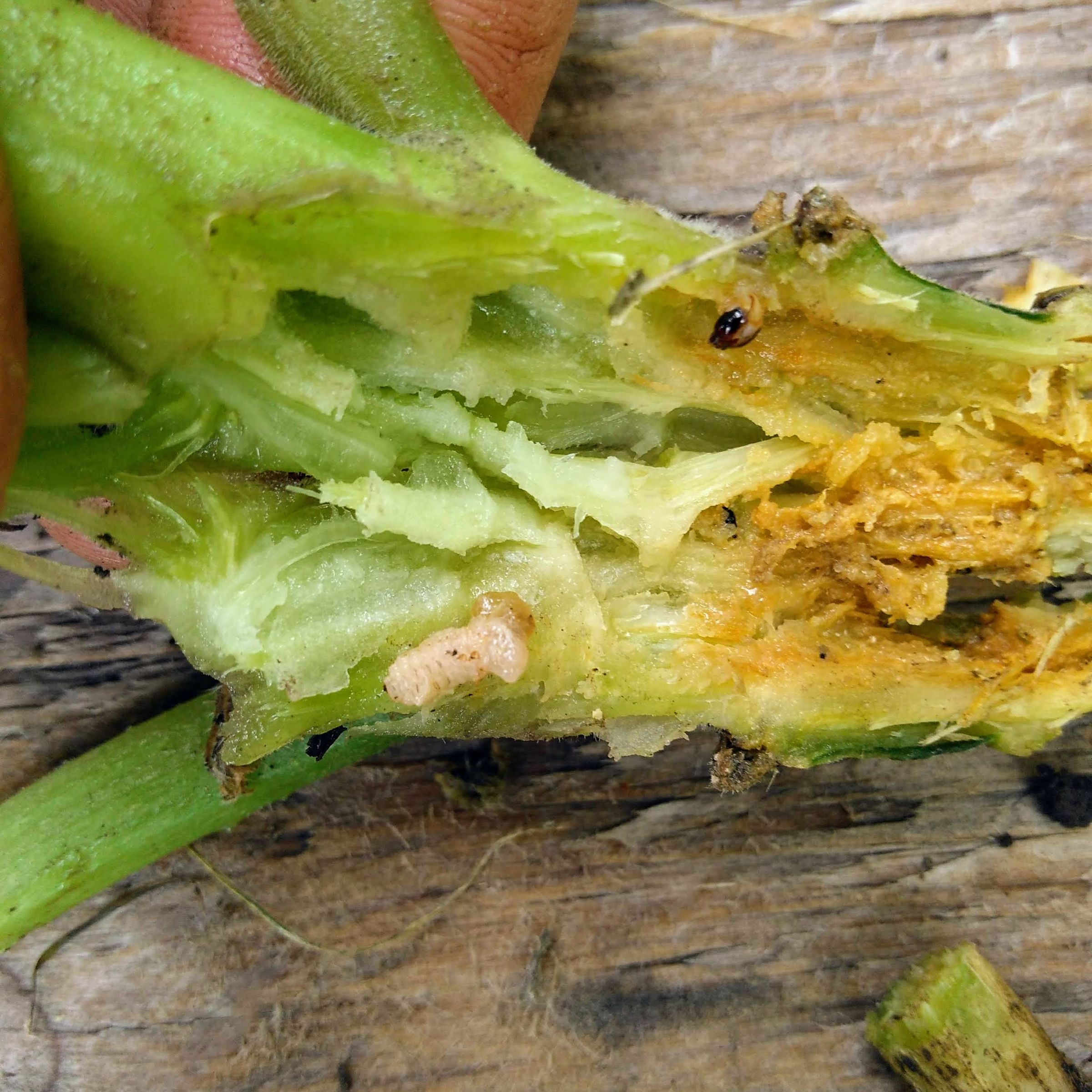 How to Hunt Vine Borers : 17 Steps (with Pictures) - Instructables