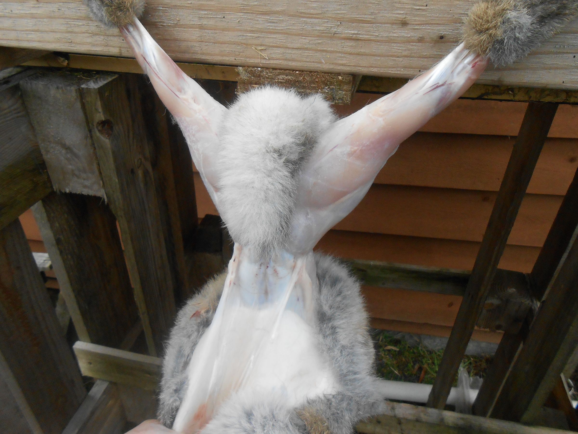 Simple Method to Butchering a Rabbit : 7 Steps - Instructables