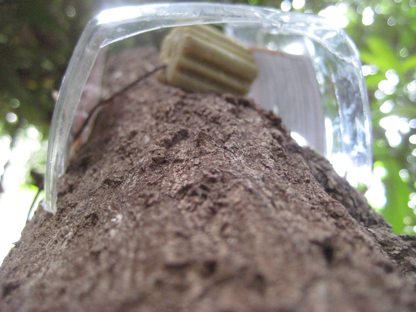 Eliminating Tree Rats : 13 Steps (with Pictures) - Instructables