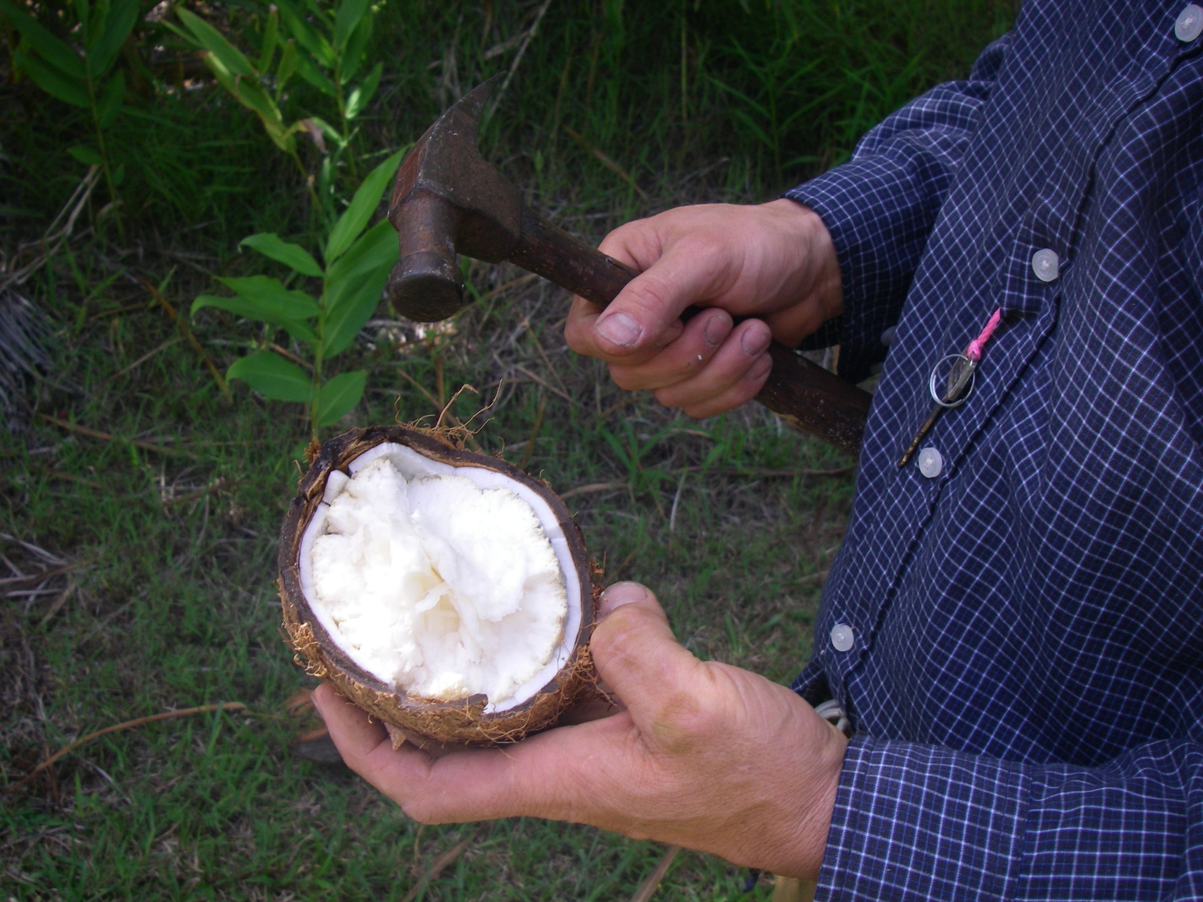 Eat a Sprouted Coconut : 6 Steps (with Pictures) - Instructables