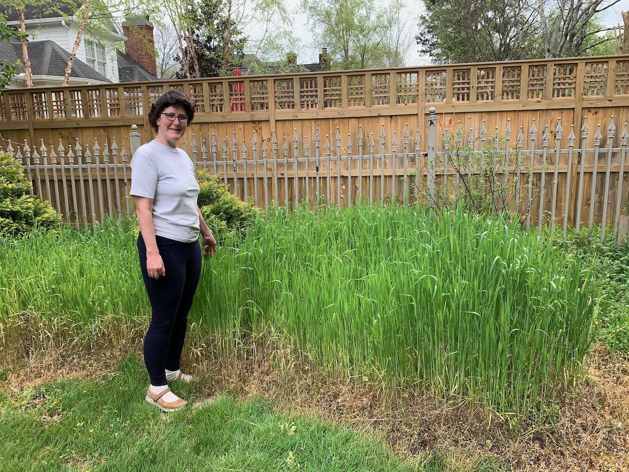 Micro Farming: Growing Wheat in Your Backyard : 4 Steps (with Pictures ...