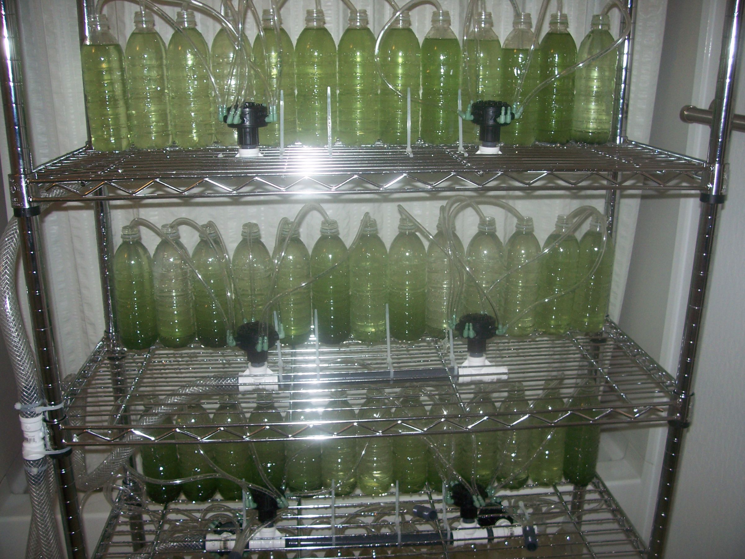 An Algae Bioreactor From Recycled Water Bottles : 7 Steps (with ...