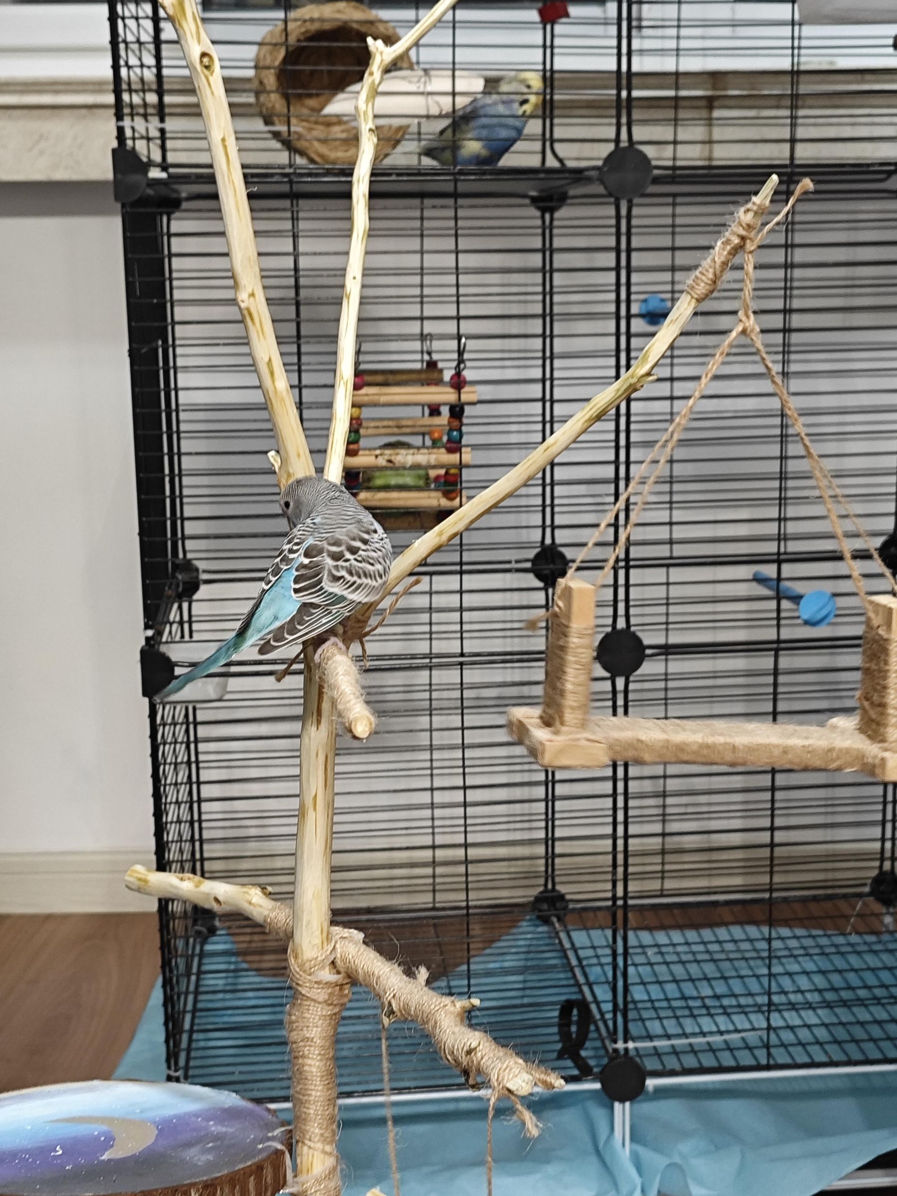 Natural Camphor Wood Parrot Play Gym : 5 Steps - Instructables
