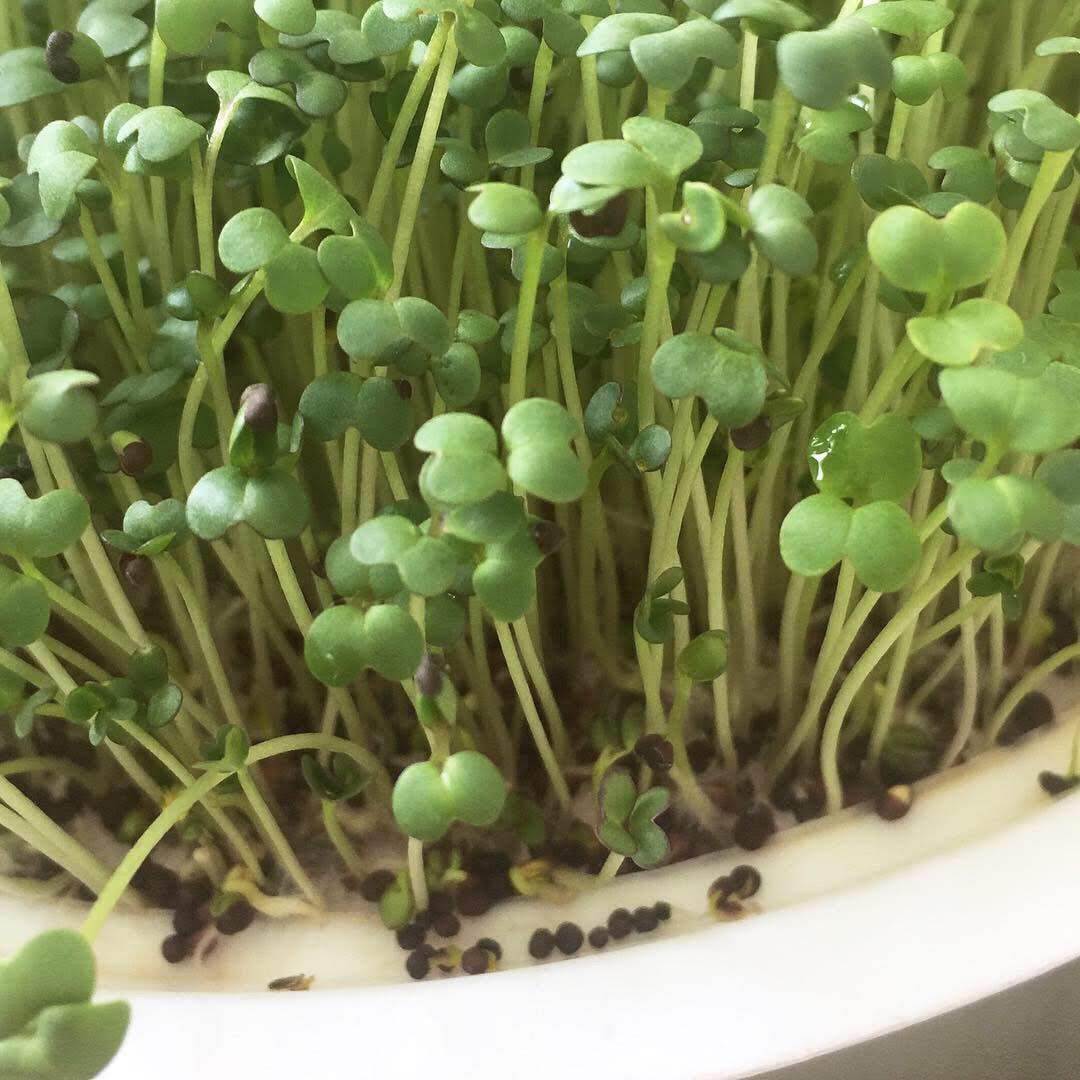 Hydroponic Microgreens Year Round Indoor Garden : 6 Steps (with ...