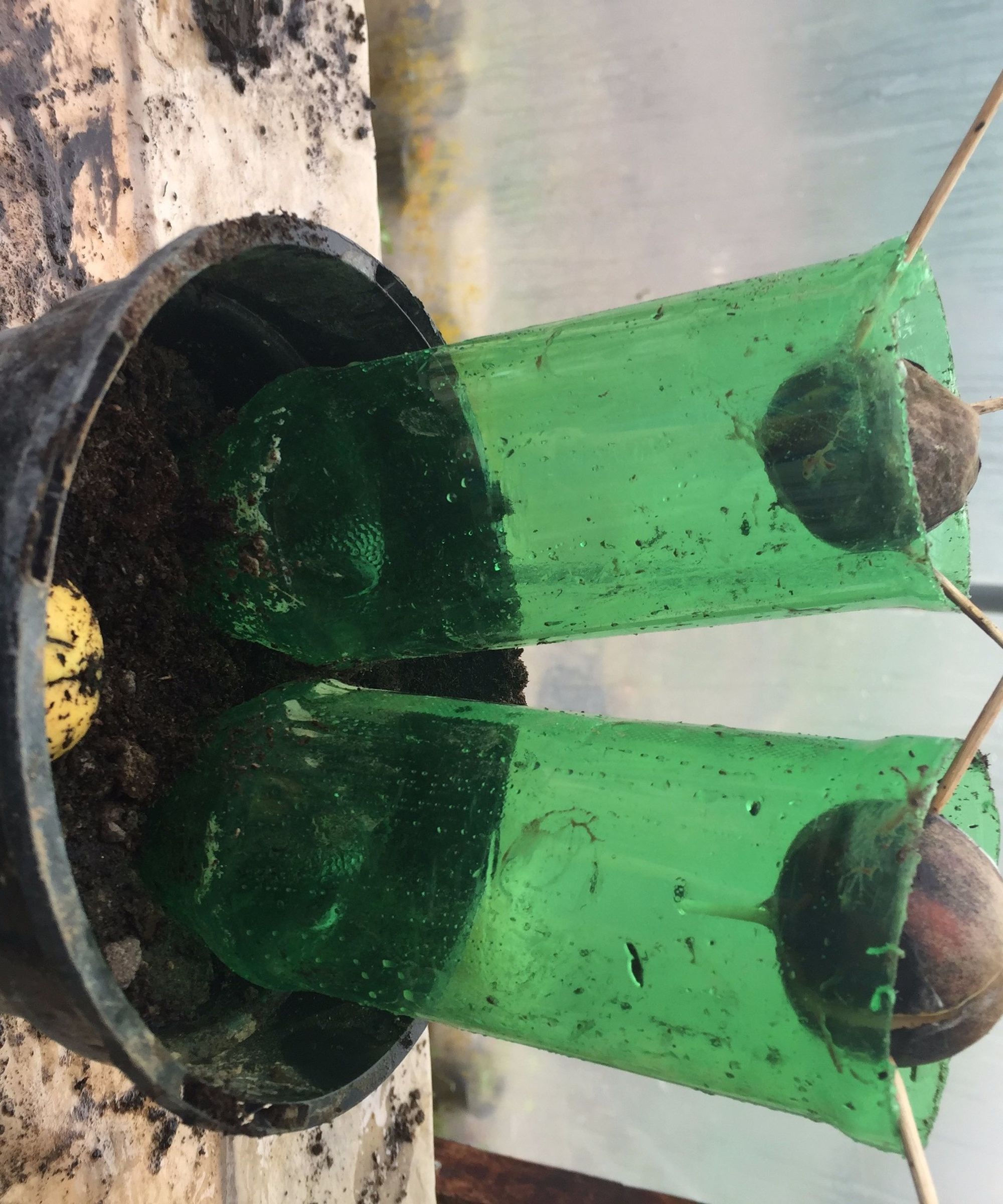 3 in One Recycled Water Saving Avocado Planter : 4 Steps - Instructables