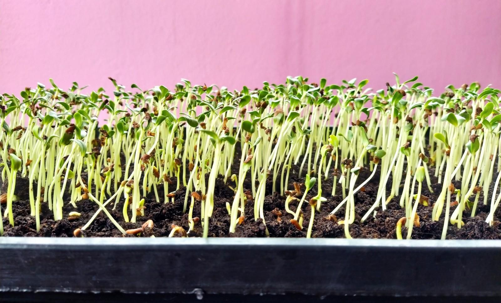 Basic Guide to Grow Micro 'green' : 14 Steps (with Pictures ...