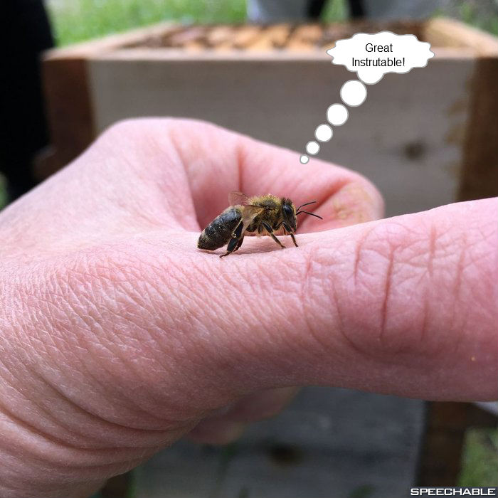 I Make a Honey Bee From Wood and Resin : 9 Steps - Instructables