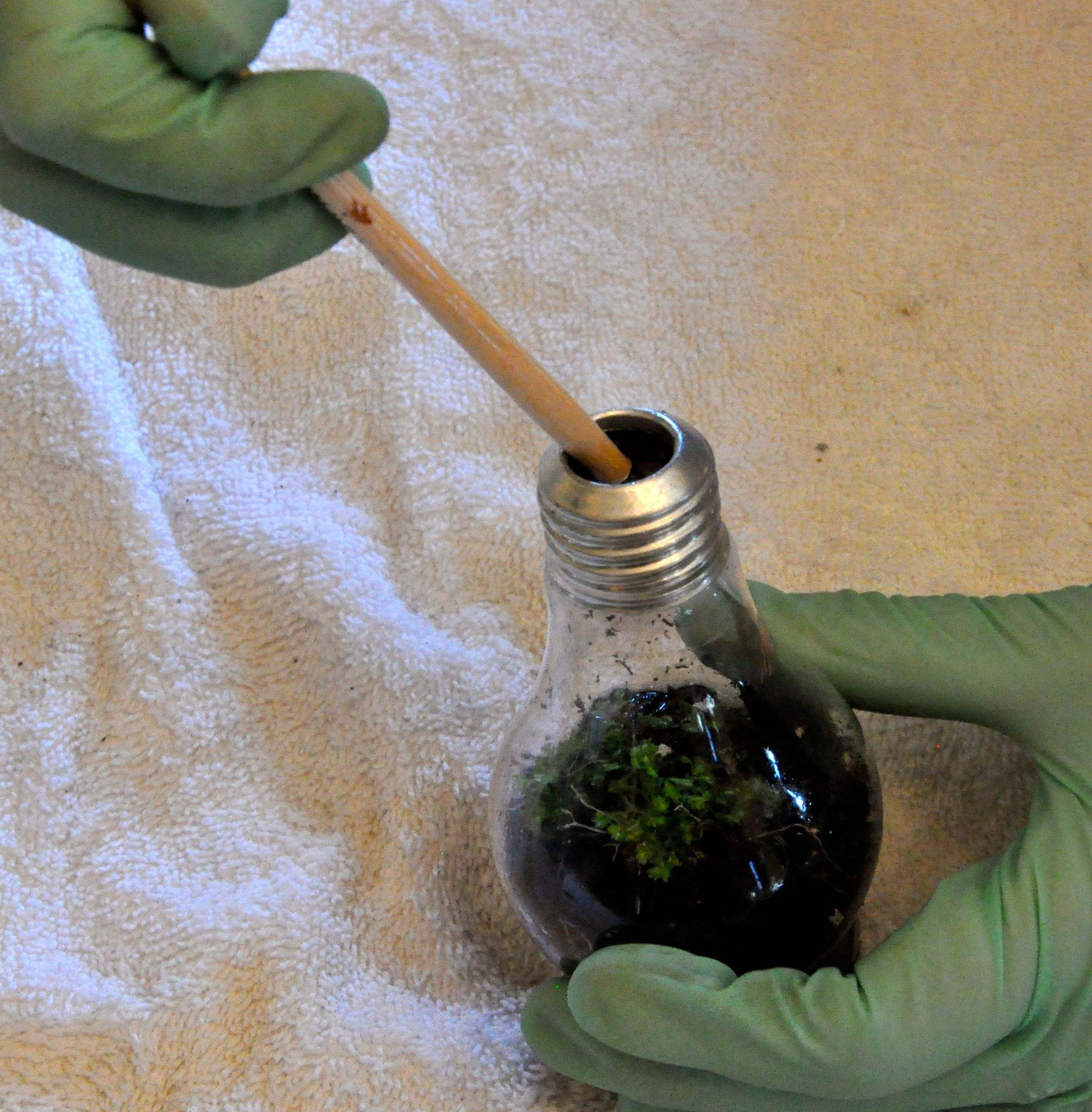 Light Bulb Terrarium : 12 Steps (with Pictures) - Instructables