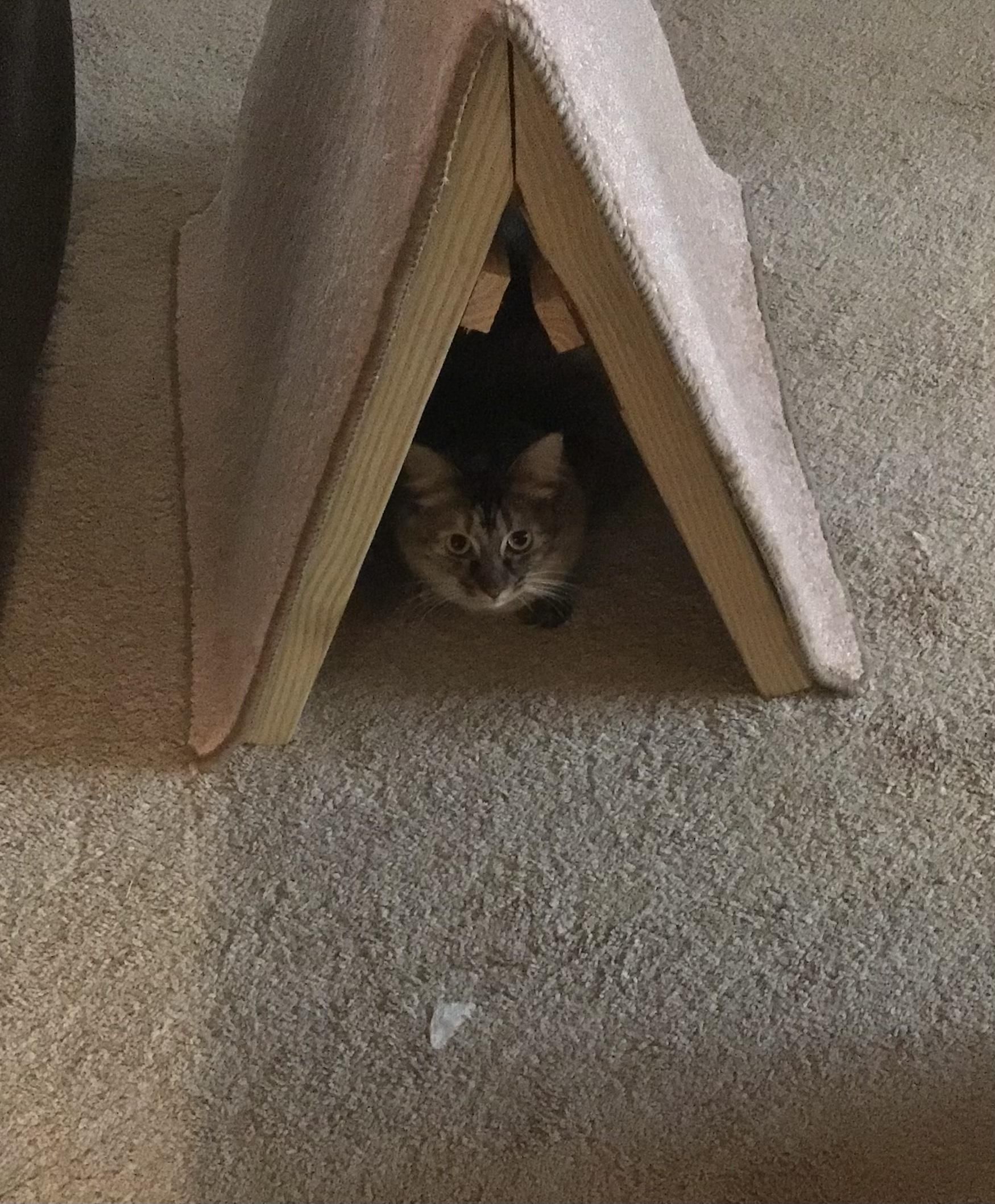 Cat Tent Scratcher : 7 Steps (with Pictures) - Instructables