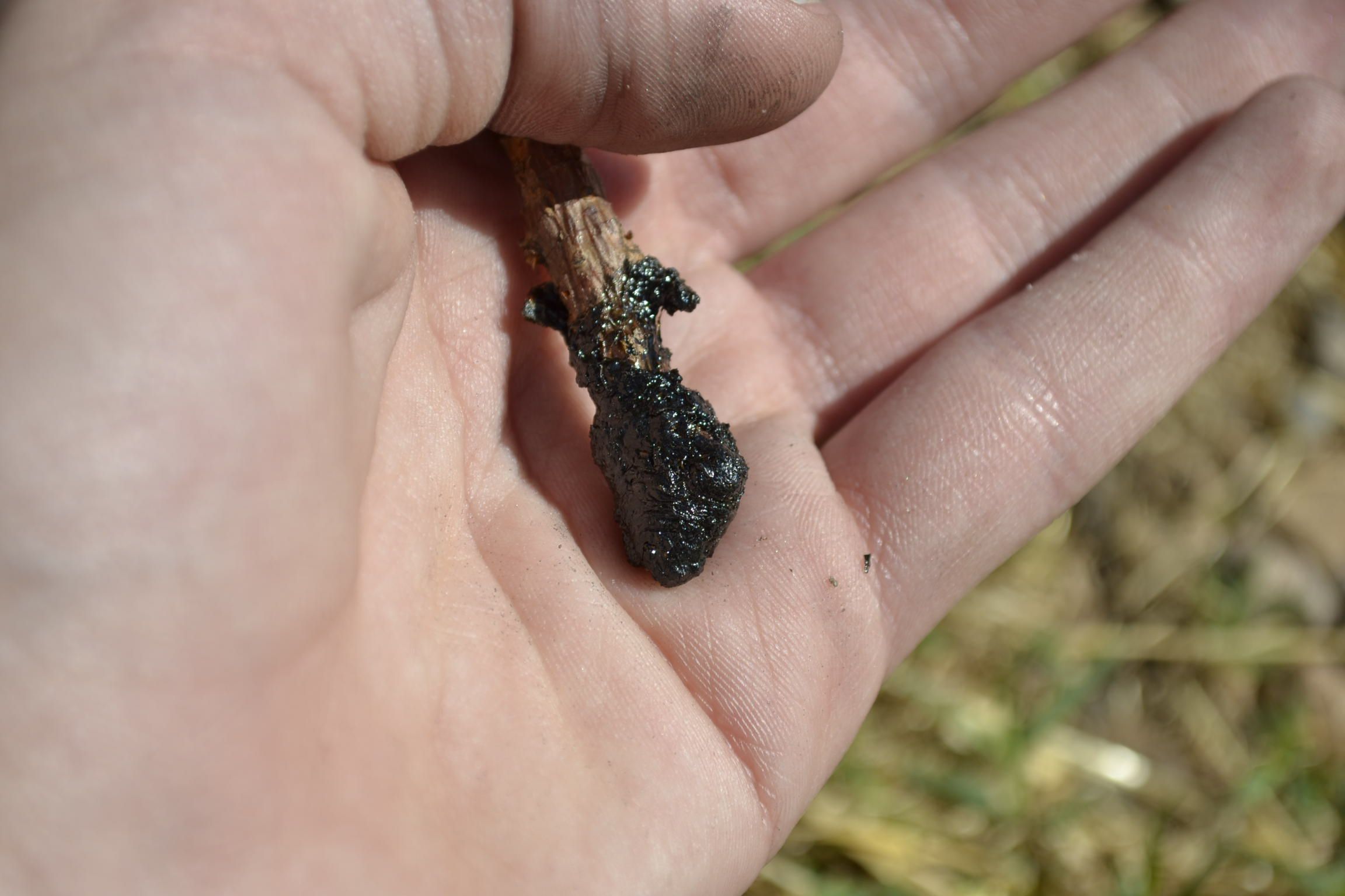 Survival Pine Tar: Pitchsticks, Fire Starter, Super Glue!! : 7 Steps ...