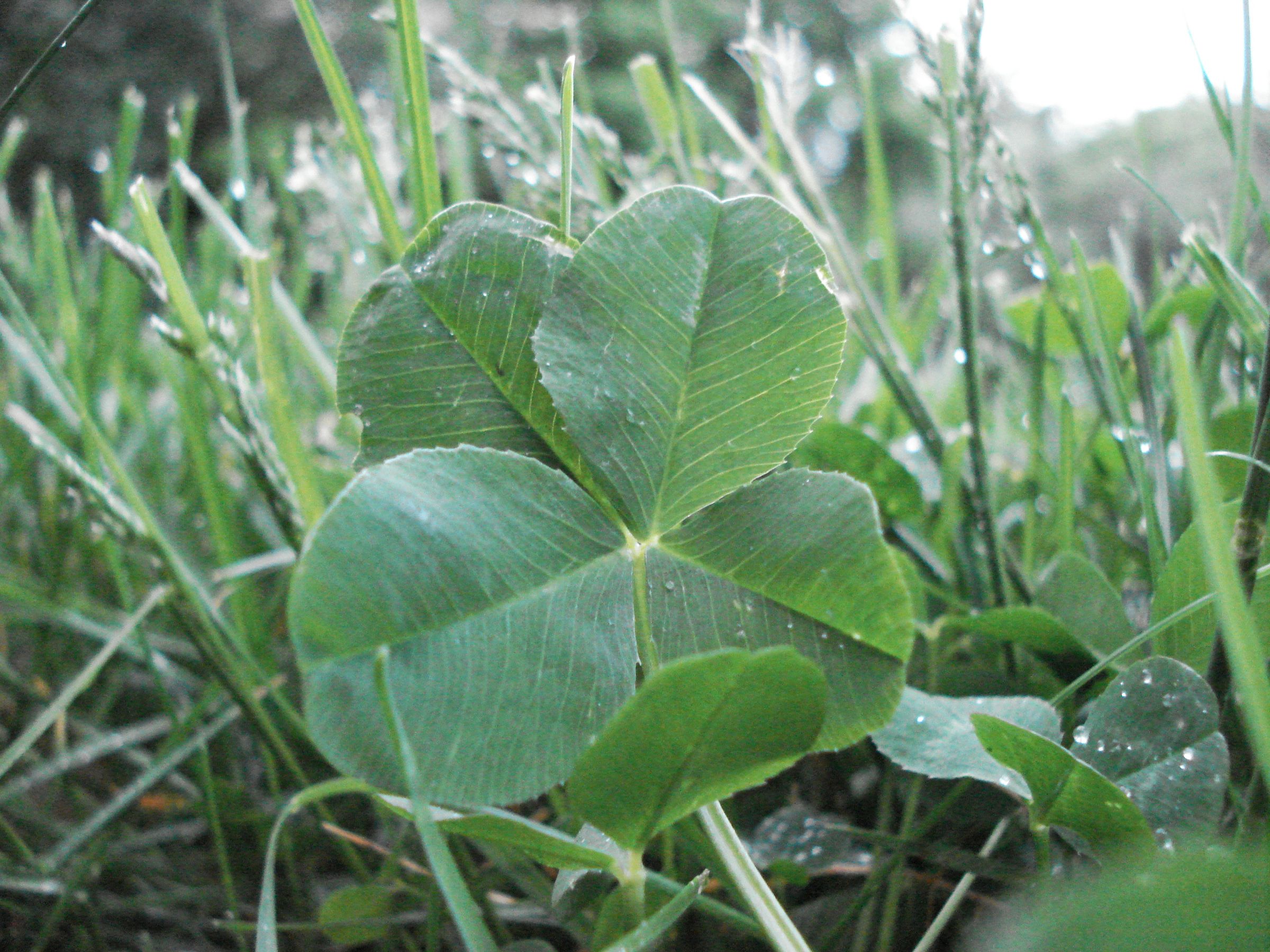 4-leaf Clovers: a Finder's Guide : 8 Steps - Instructables