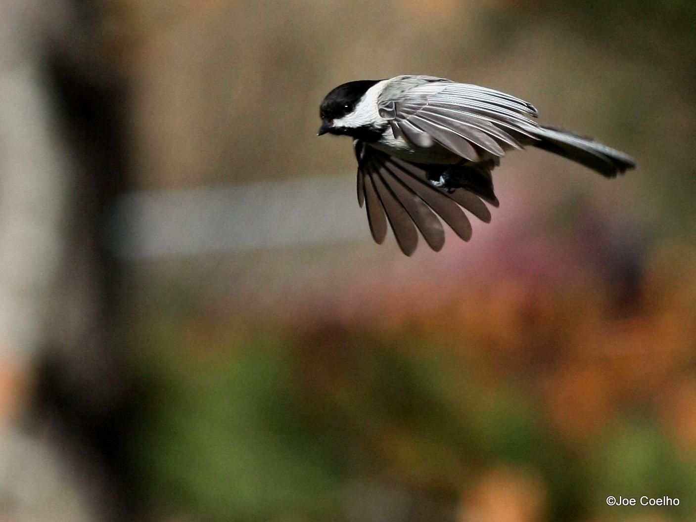How to Photograph Birds in Flight the Easy Way (with Pictures ...