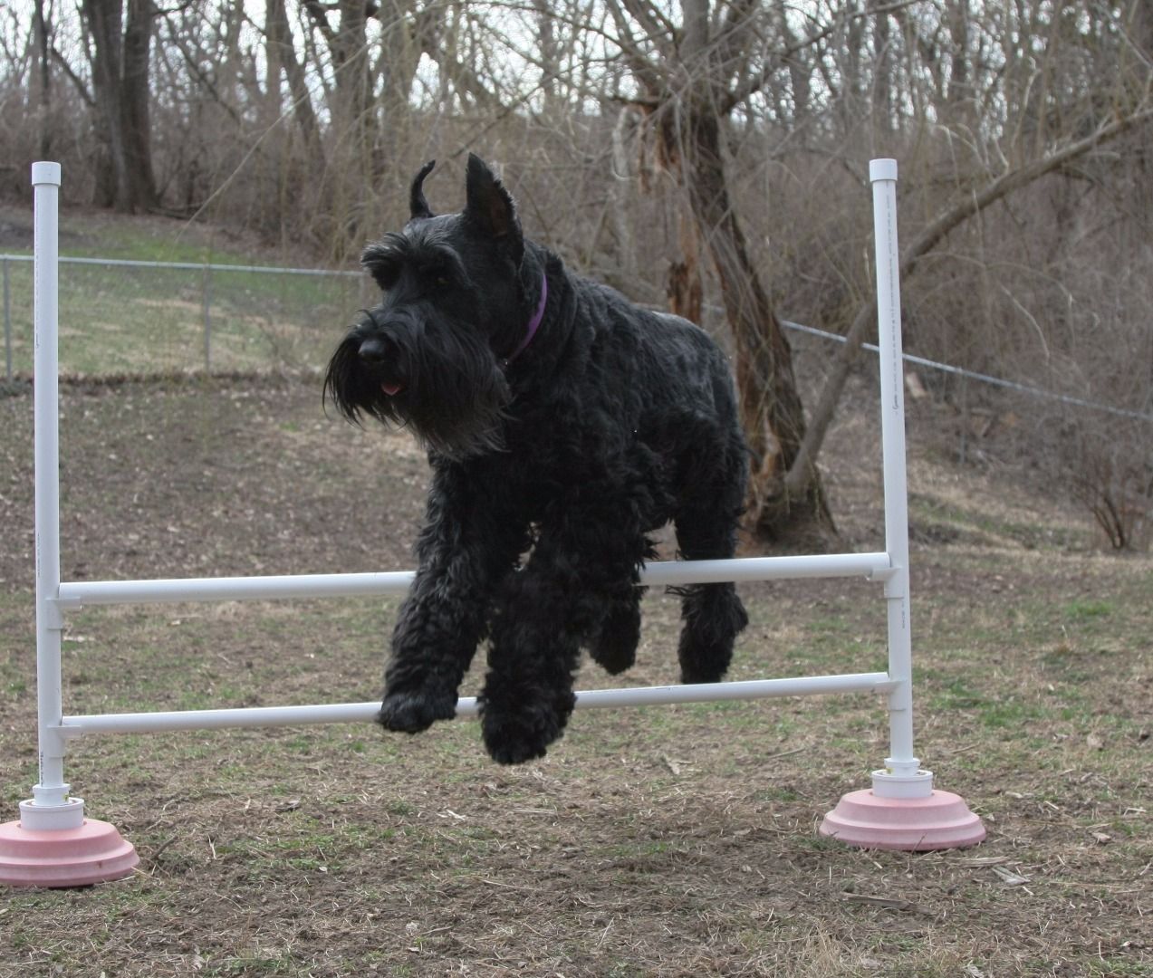 Portable Dog Agility Bar Jump : 5 Steps (with Pictures) - Instructables