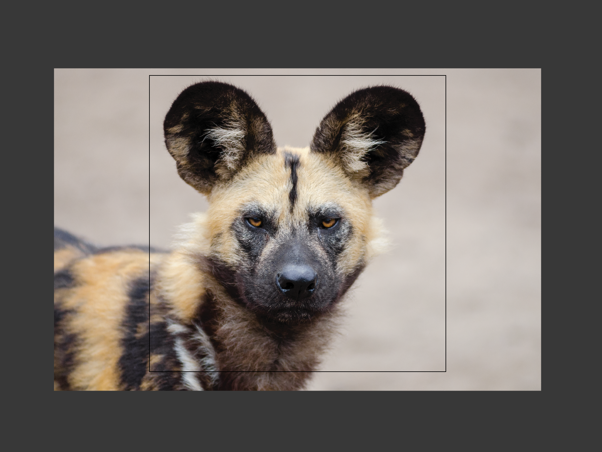 Low Poly Tutorial Adobe Illustrator 5 Steps Instructables