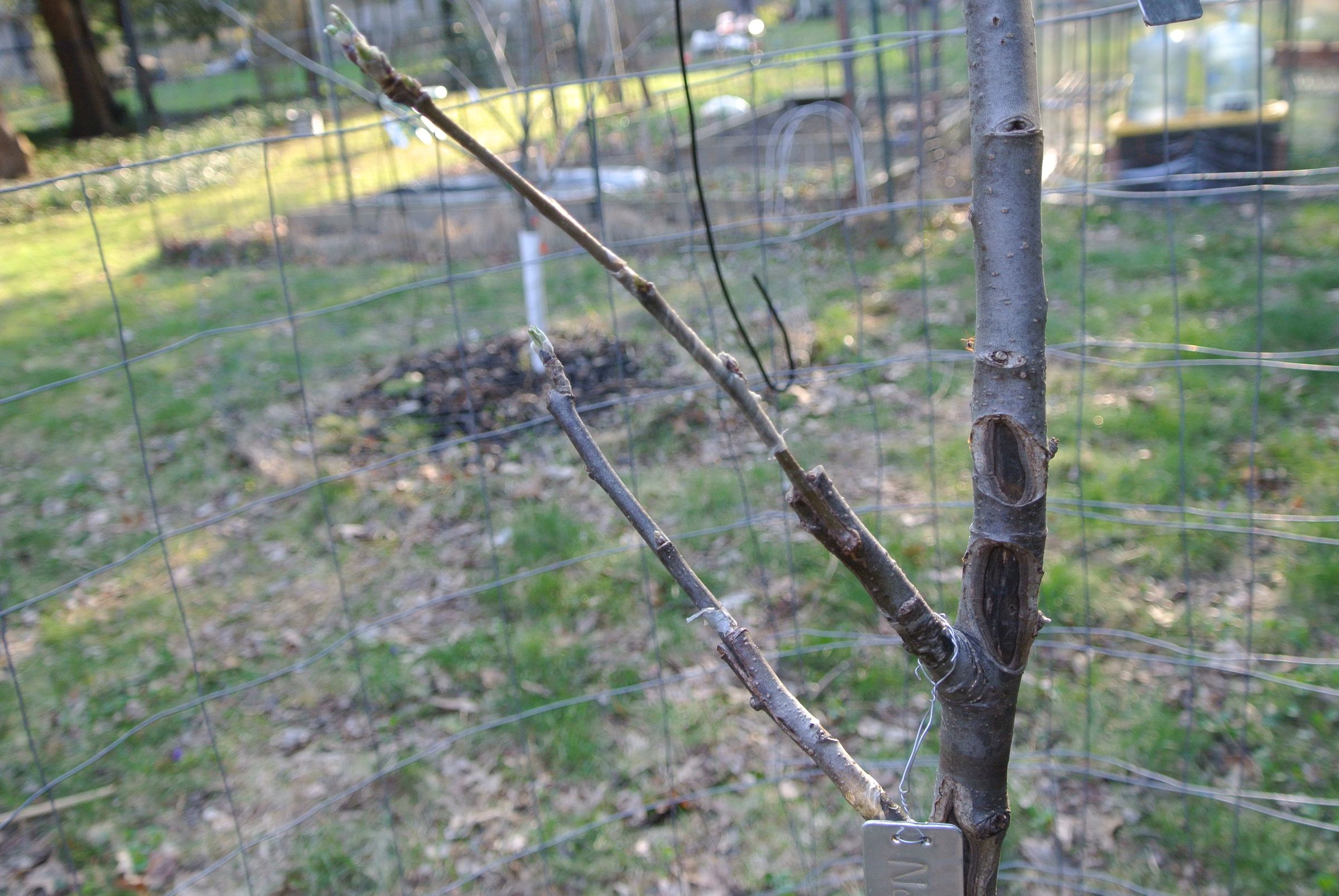 Grafting a Multi-variety Apple Tree. : 10 Steps (with Pictures ...