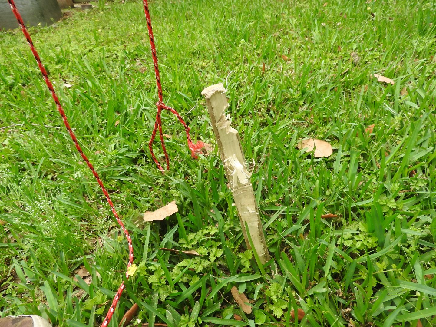 Survival Snare : 3 Steps - Instructables
