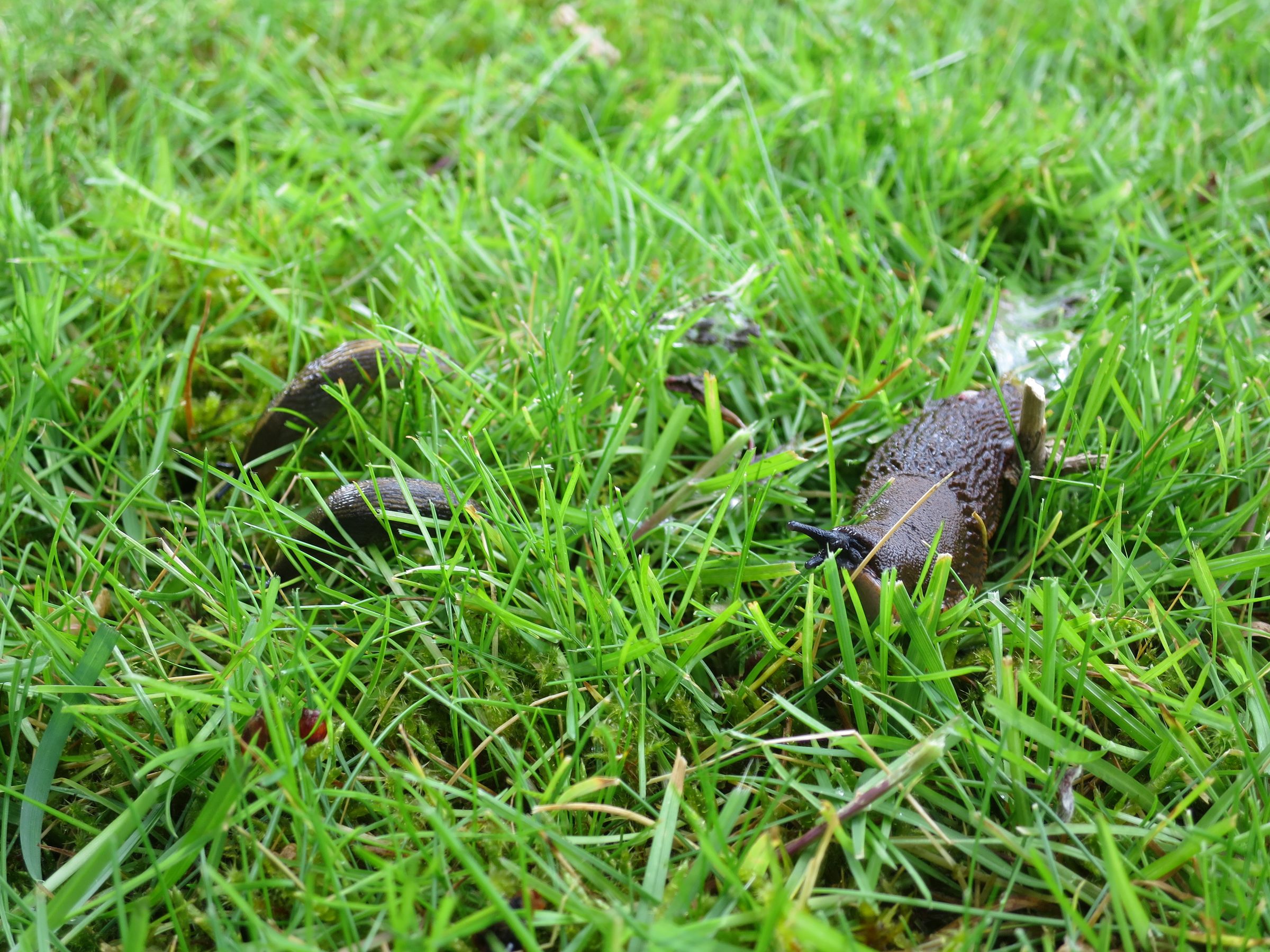 Teaching Birds to Eat Invasive Slugs/ a Poison Free Slug Killer : 6 ...