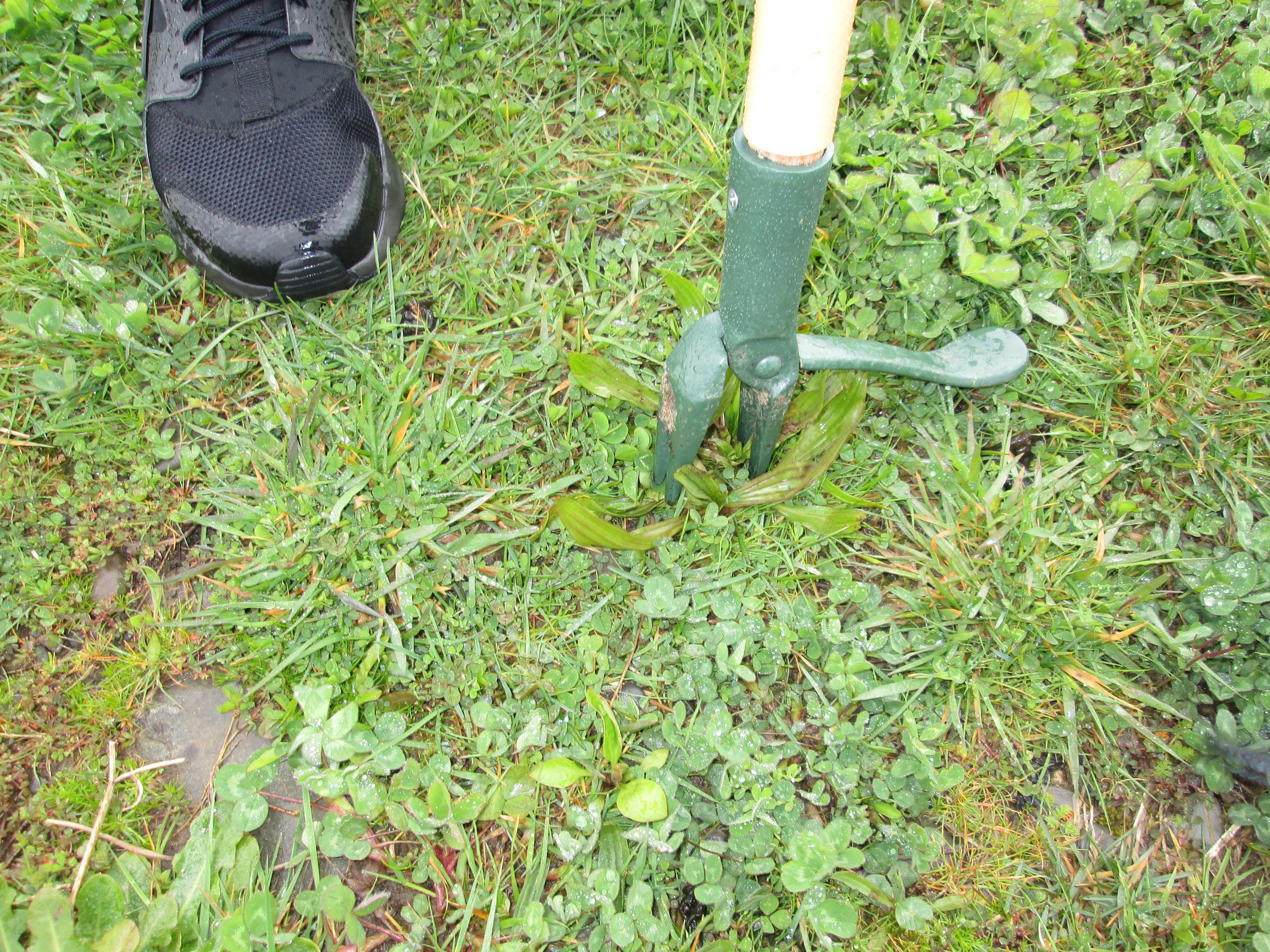 Foraging a Guid to Digging Plants : 3 Steps - Instructables