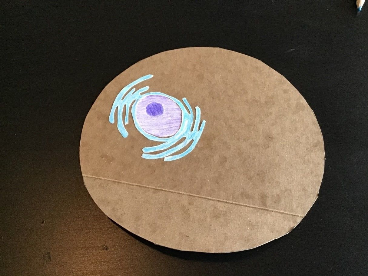 Build a Model of a Human Cell : 8 Steps (with Pictures) - Instructables