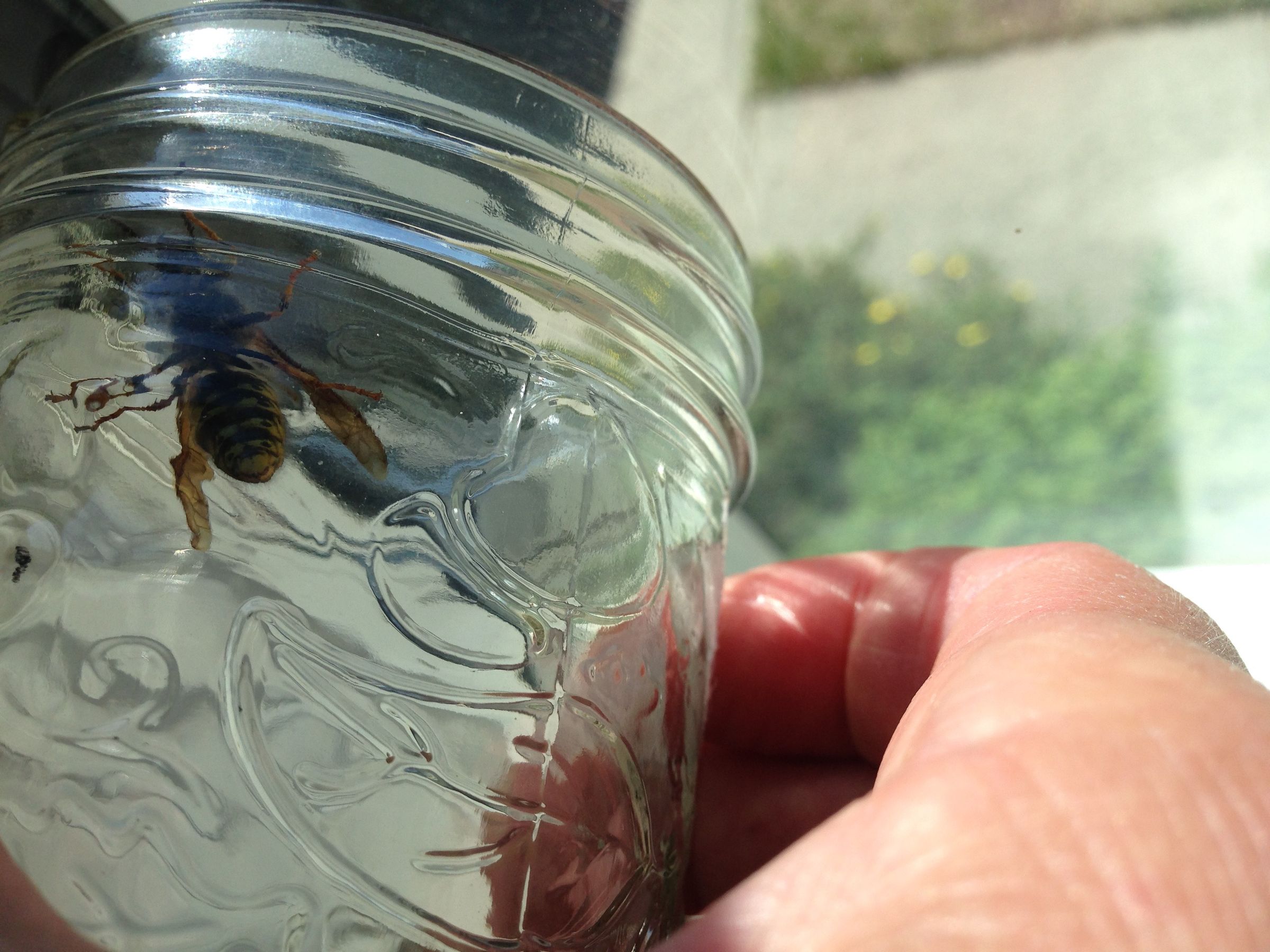 Catch and Release Insects : 5 Steps (with Pictures) - Instructables